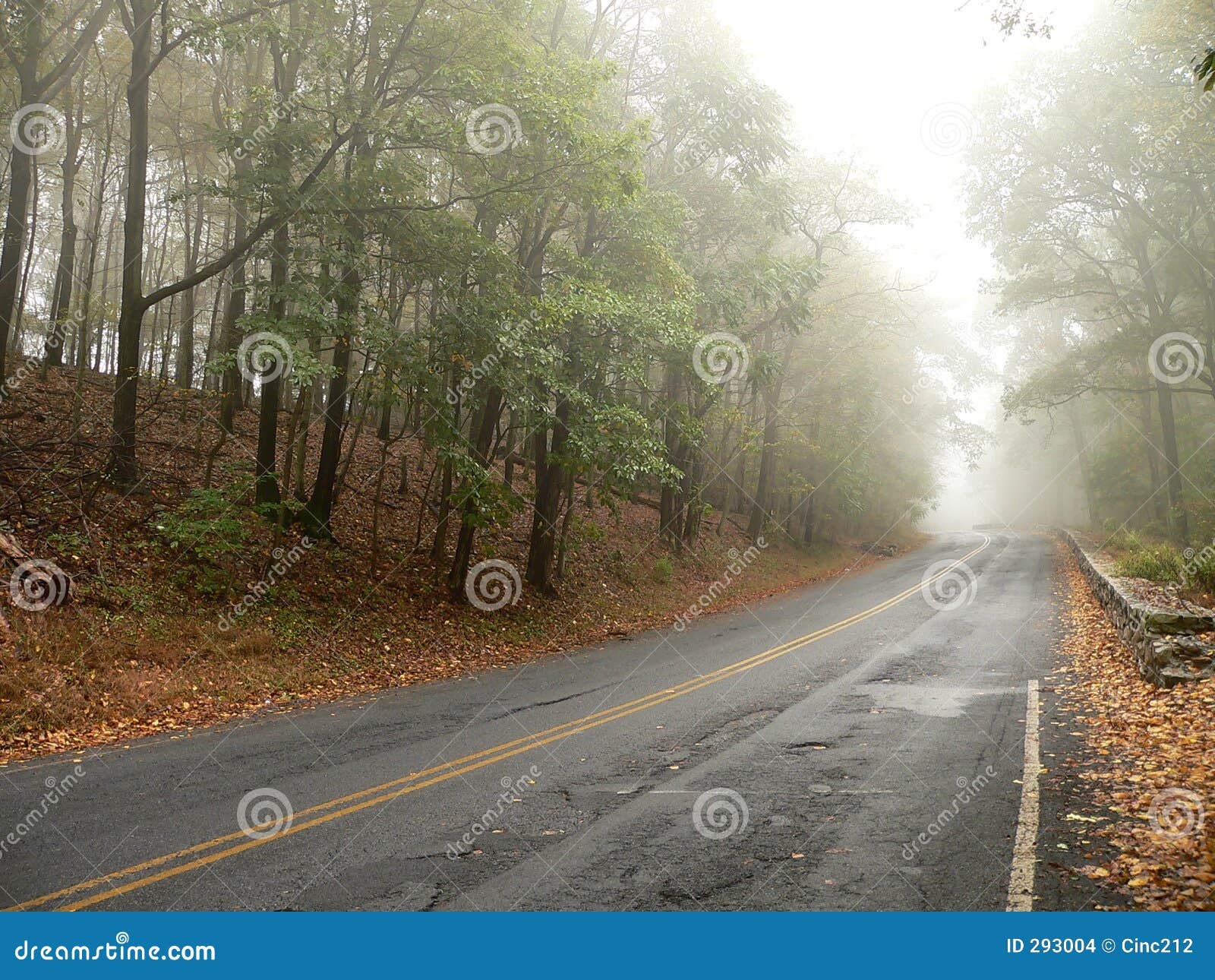 Road Disappears In The Mist Picture. Image: 293004