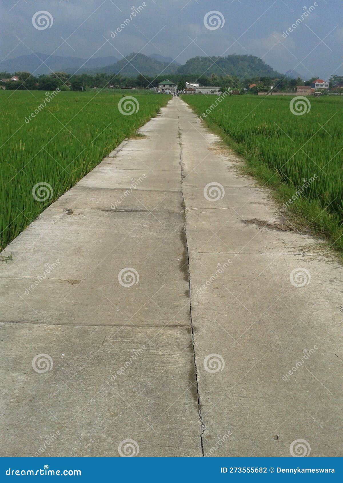 The Road Divides the Fields Stock Photo - Image of grass ...