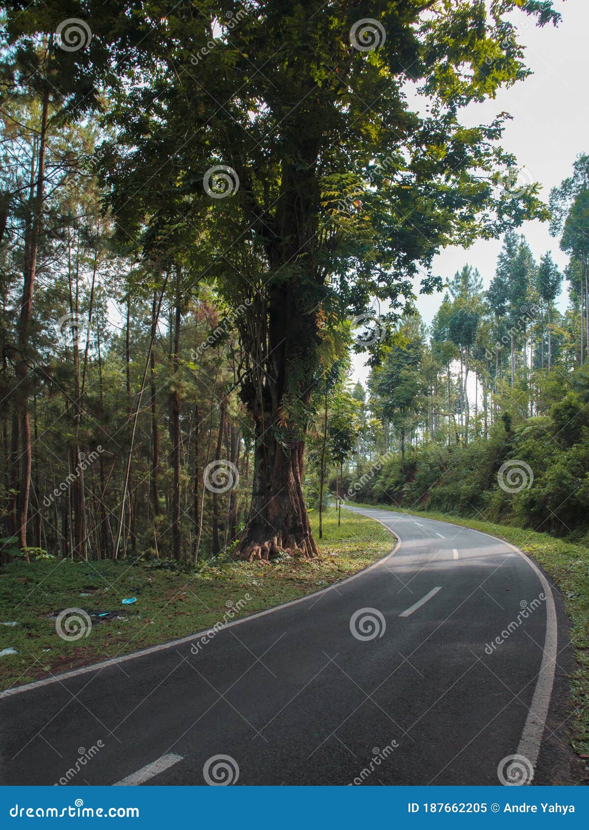 The Road Divides the Forest in Indonesia Stock Image - Image of ...