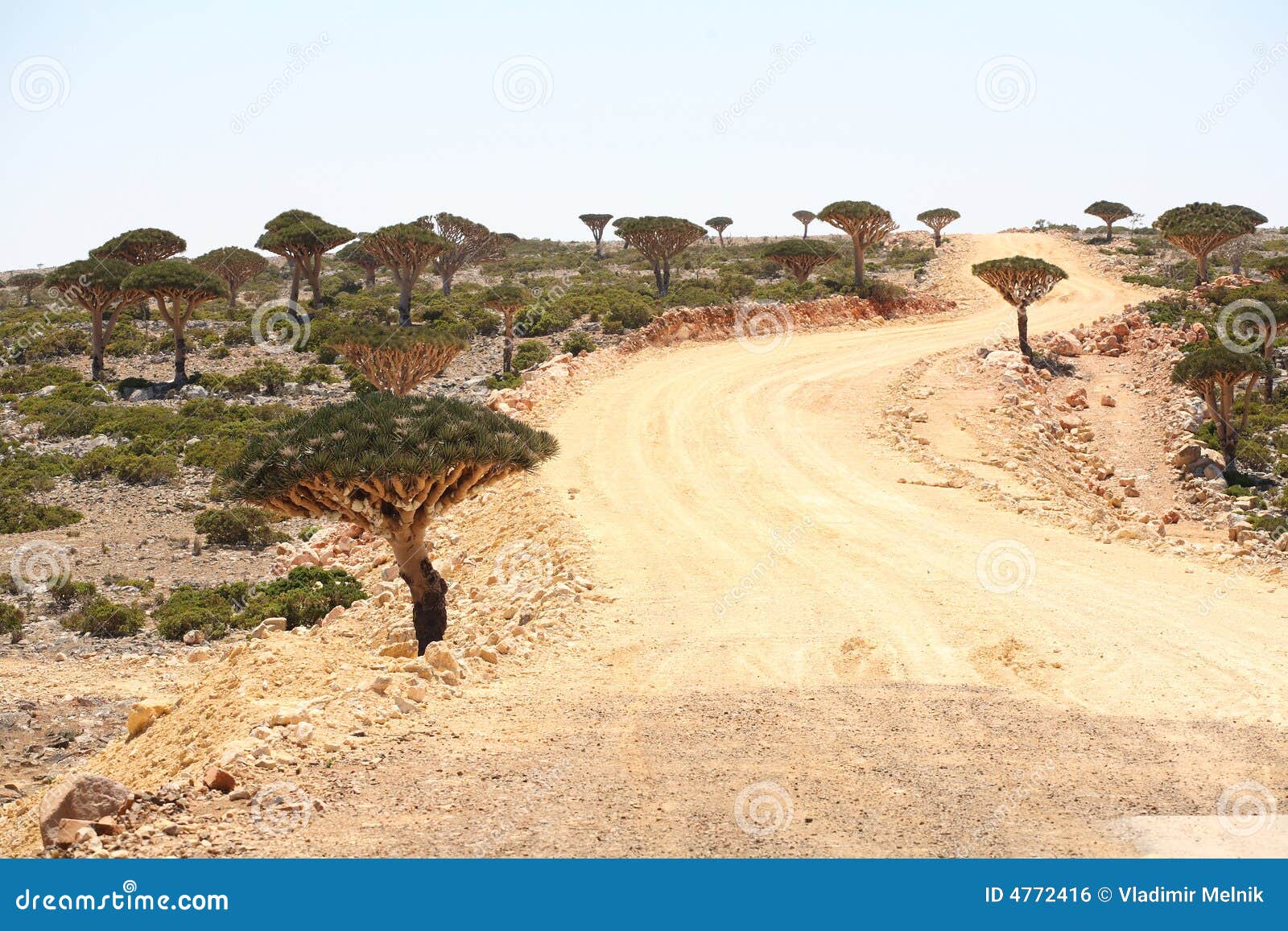 The Road through the Dragon Tree Forest Stock Photo - Image of ...