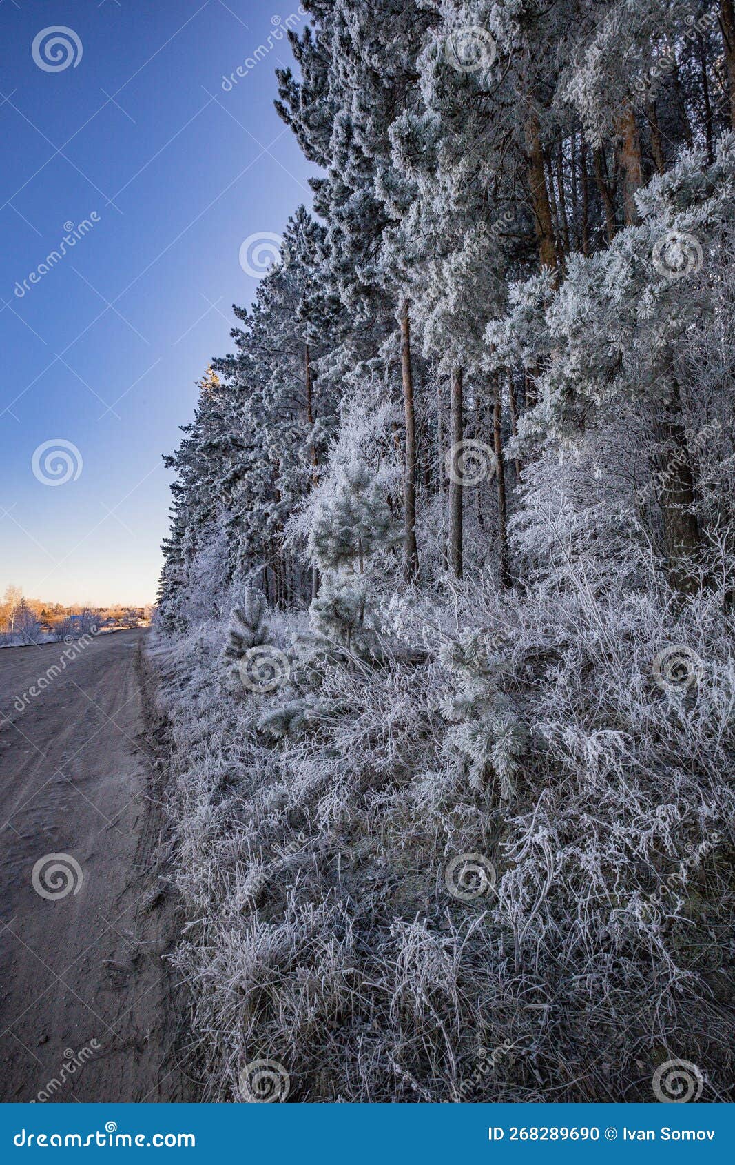 The Road is the Edge of the Winter Pine Forest Stock Photo - Image of ...