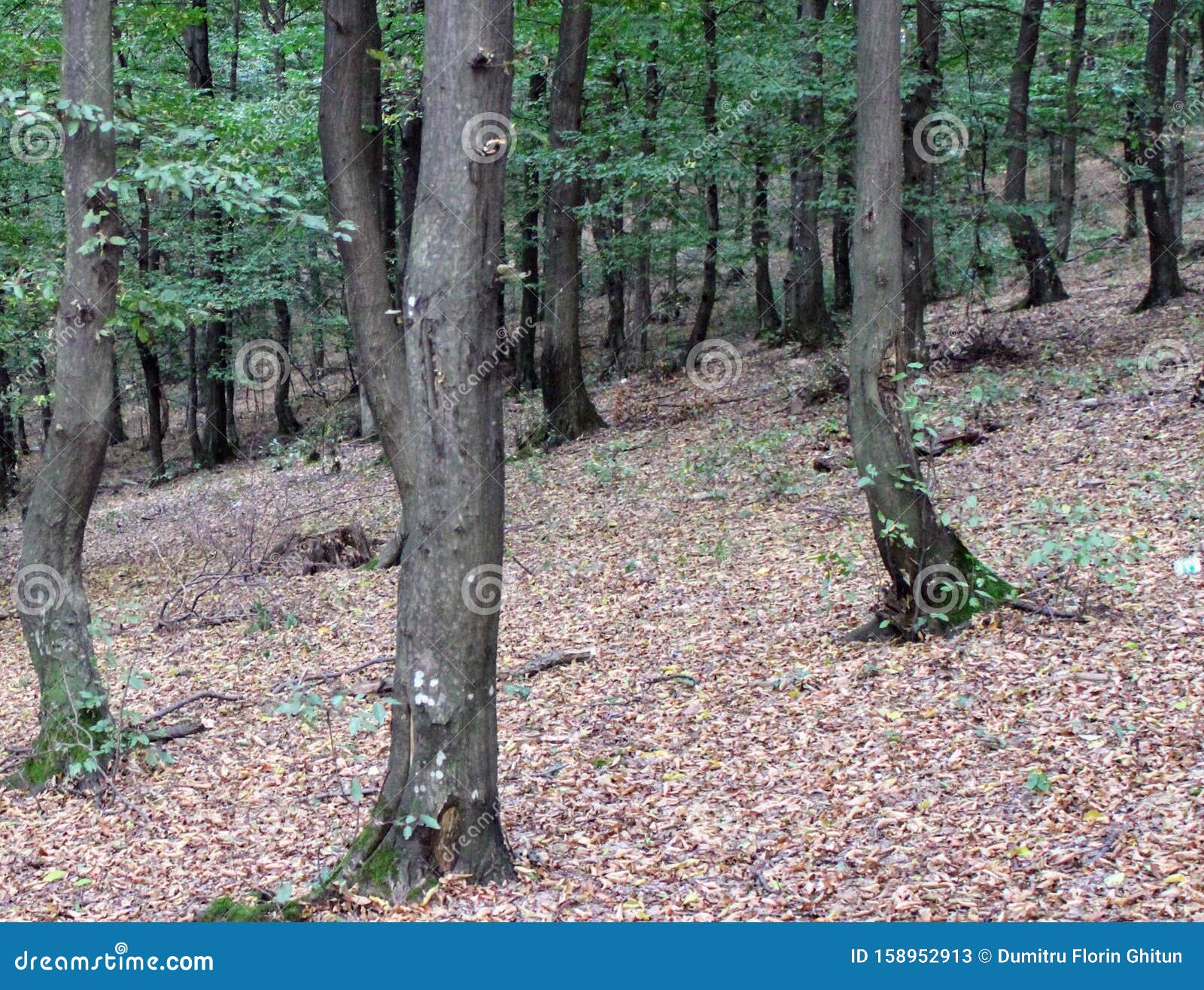 Road Entering a Deciduous Forest Stock Image - Image of landscape, pine ...
