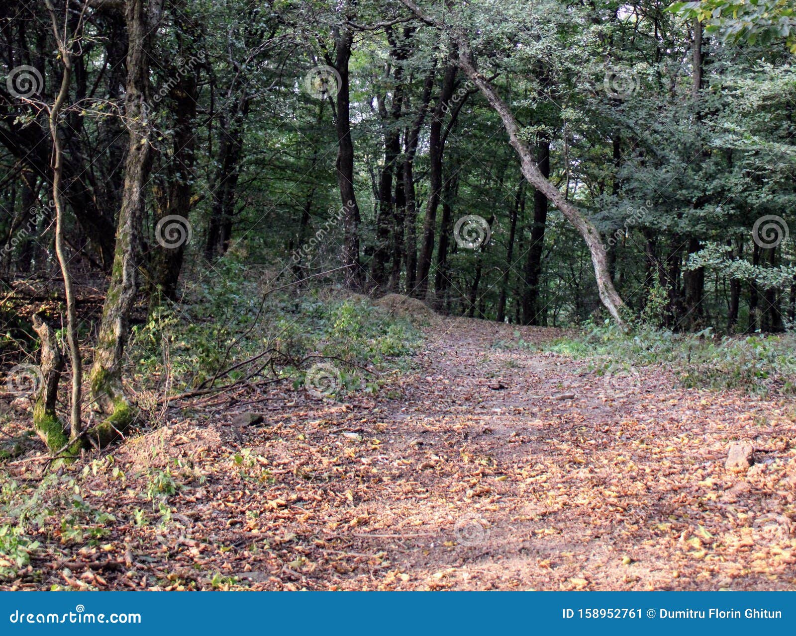 Road Entering a Deciduous Forest Stock Image - Image of environment ...