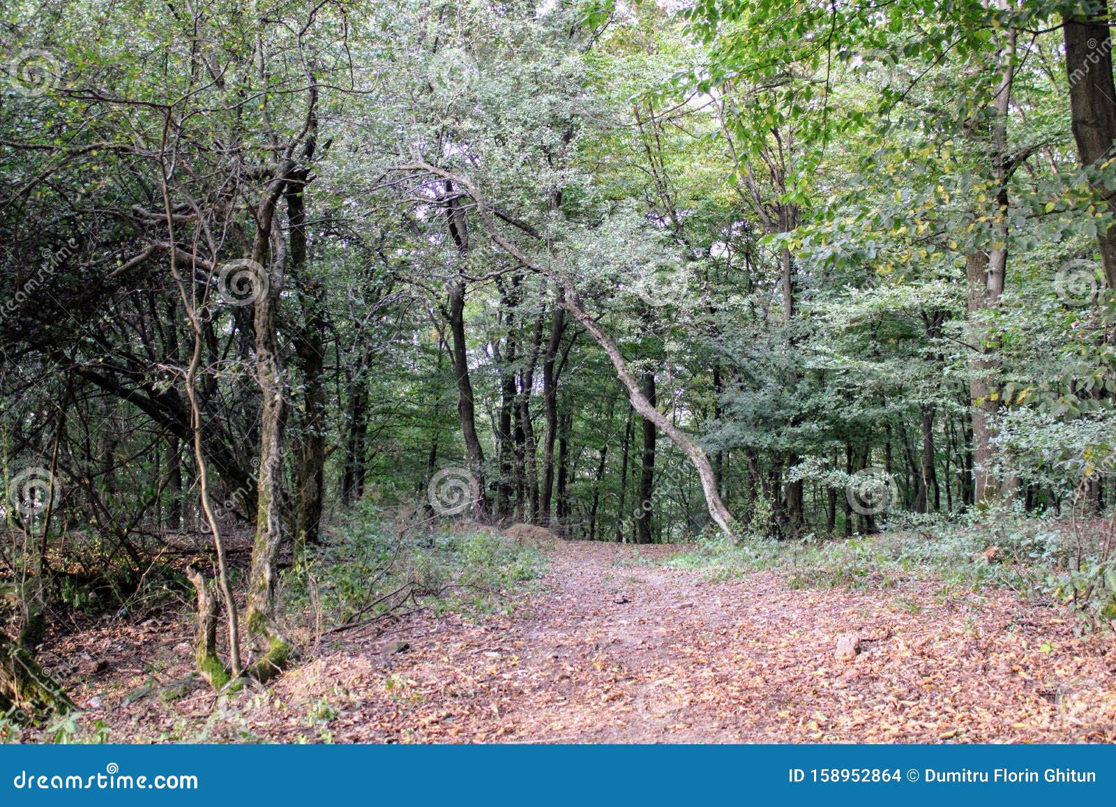 Road Entering a Deciduous Forest Stock Photo - Image of dried, path ...