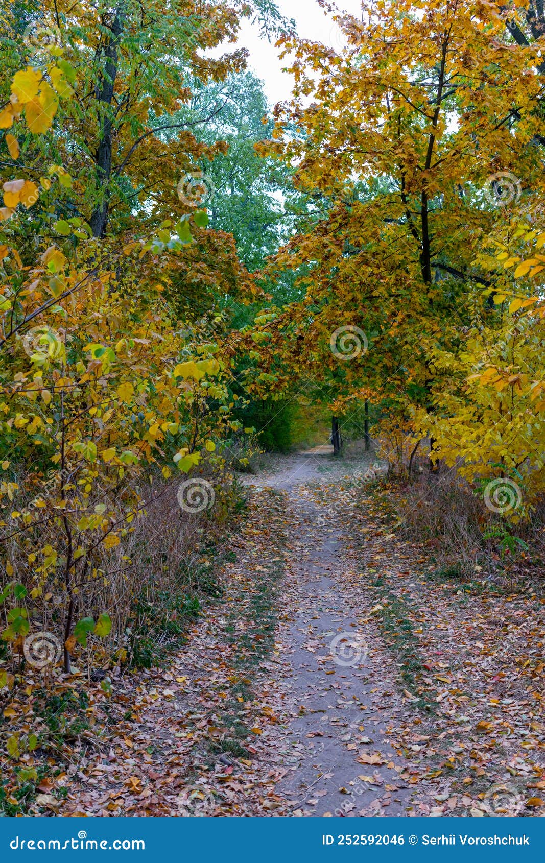 The Road is Everywhere in the Autumn Multi-colored Forest Stock Photo ...