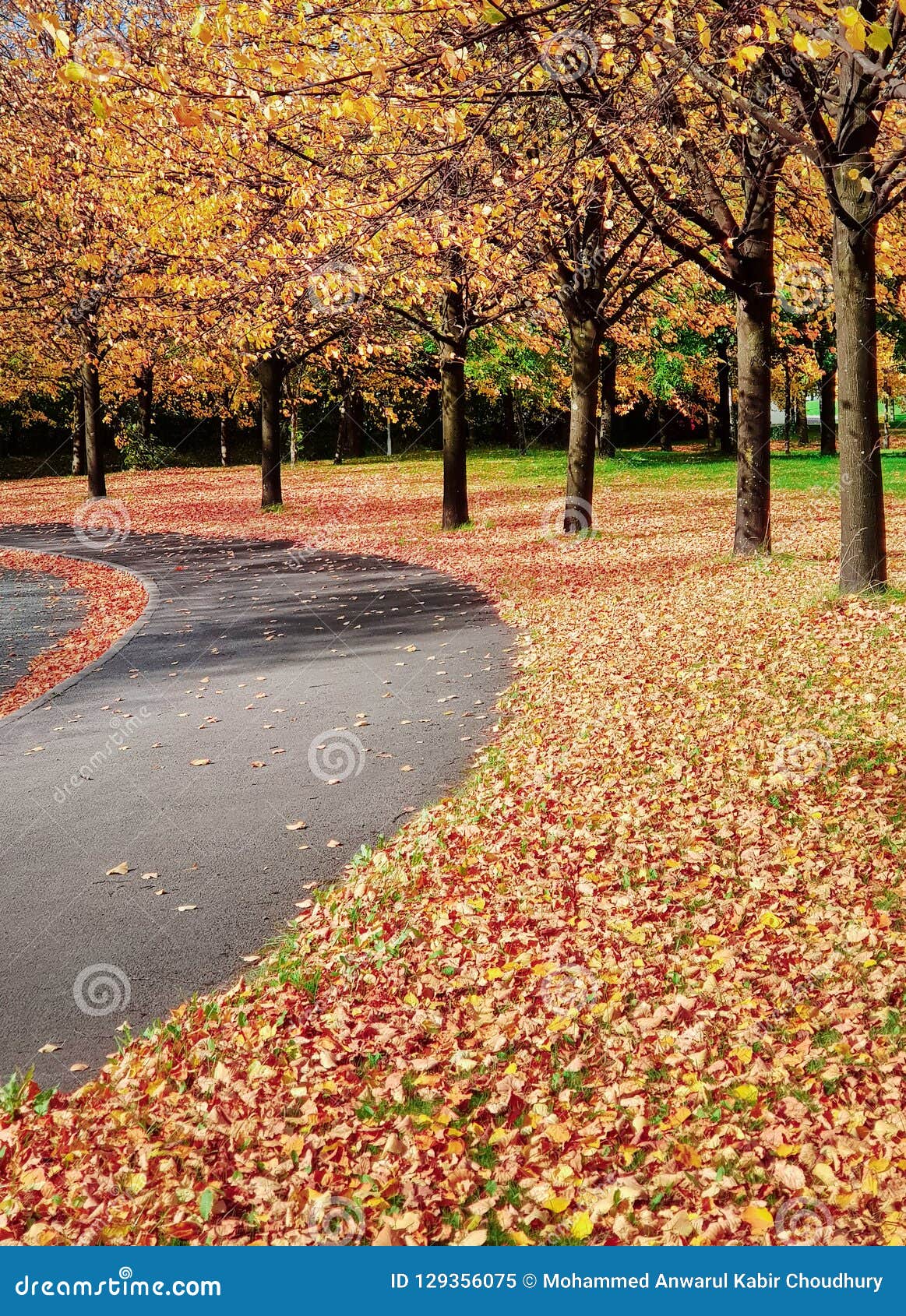Road through Fall Leaves Park Stock Image - Image of outdoors, maple ...