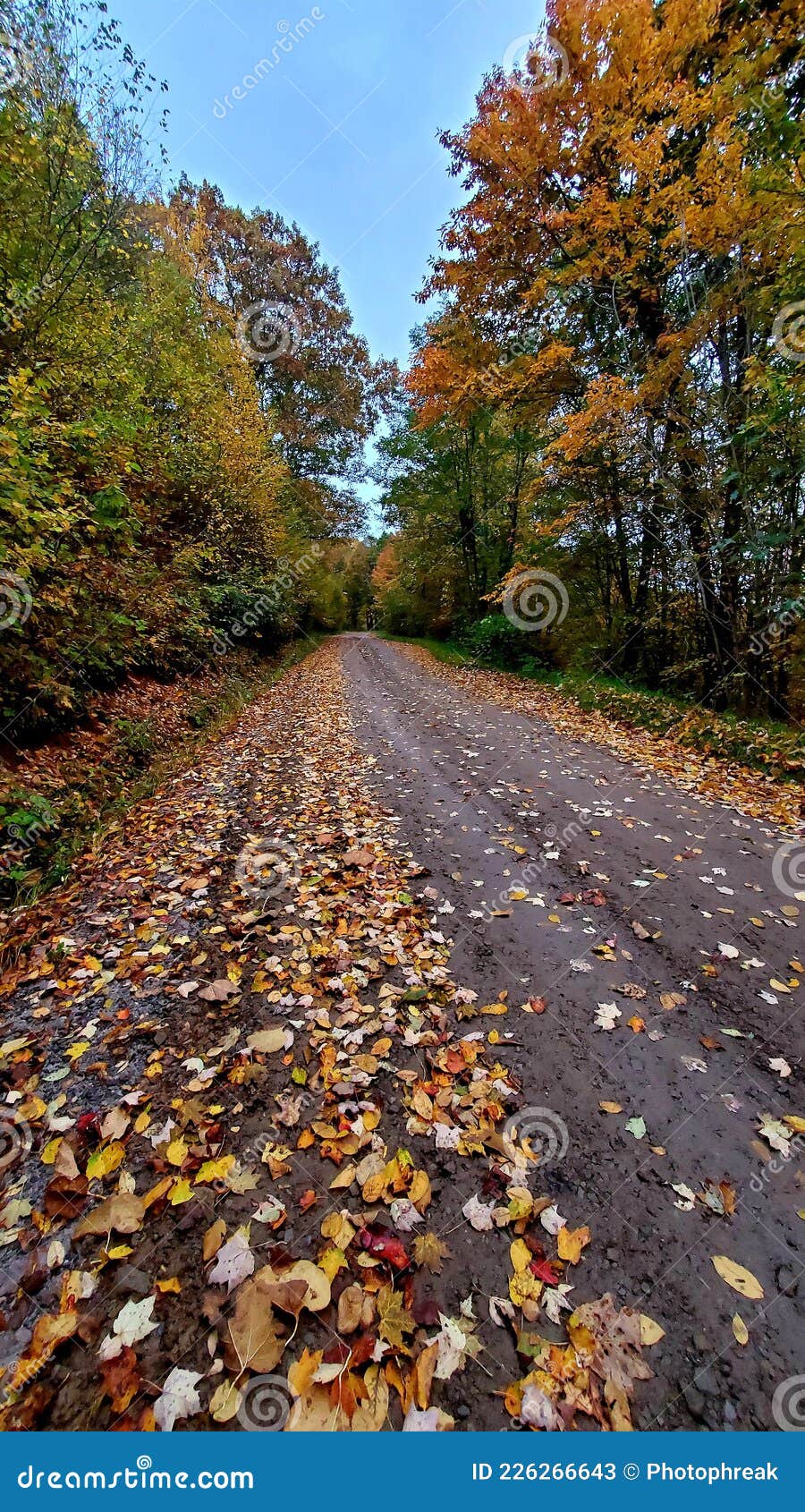 Road with fall leaves stock image. Image of morning - 226266643