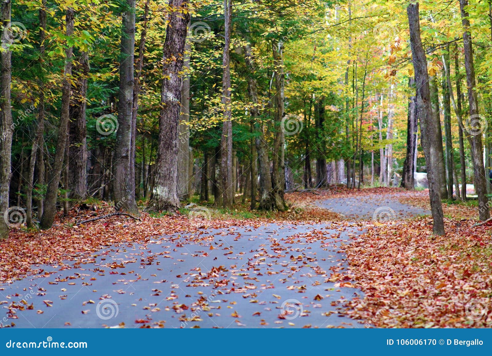 Road into Fall in Michigan Colorful Trees Stock Photo - Image of golden ...