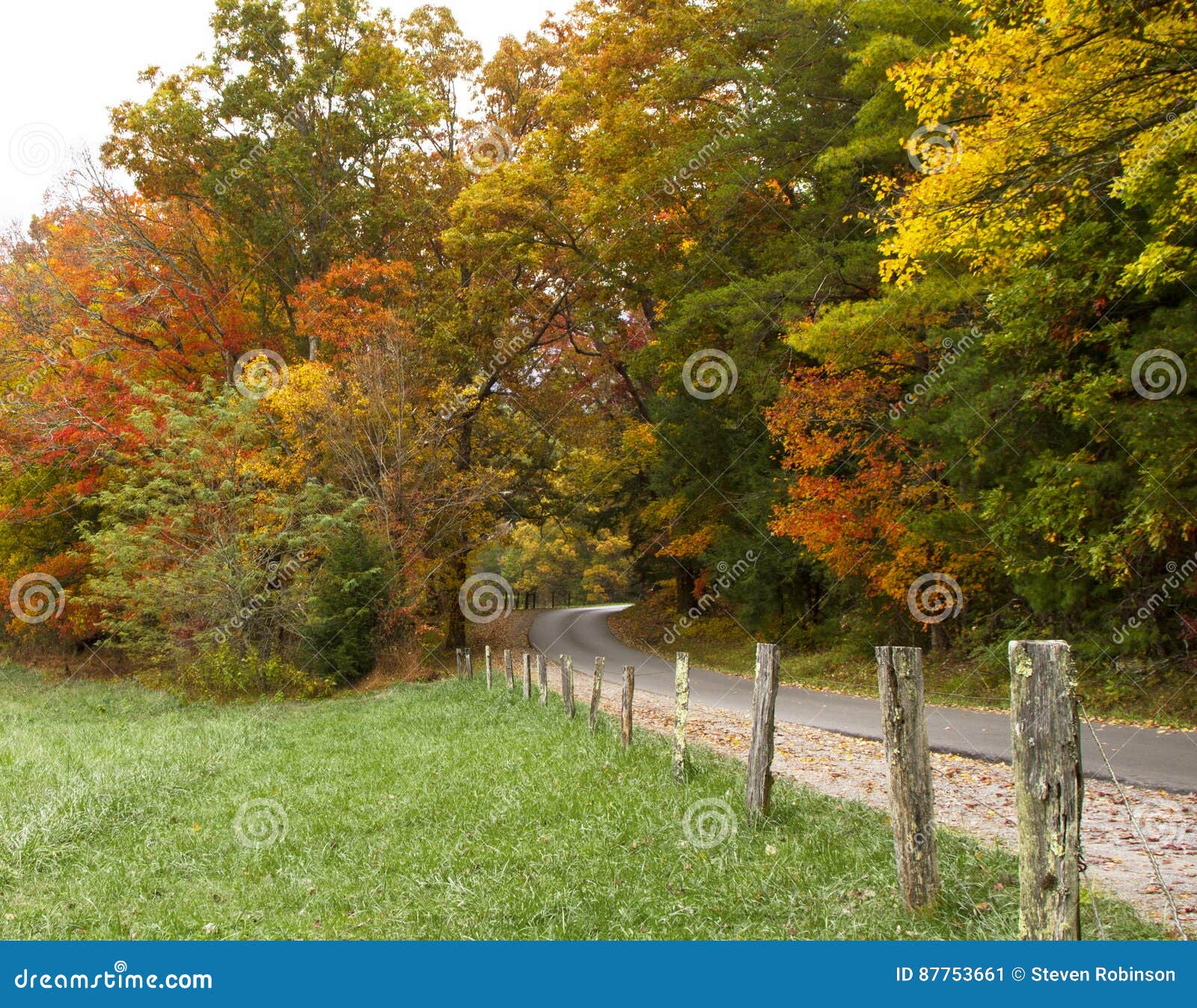 Road through the Fall Trees Stock Image - Image of landscape ...