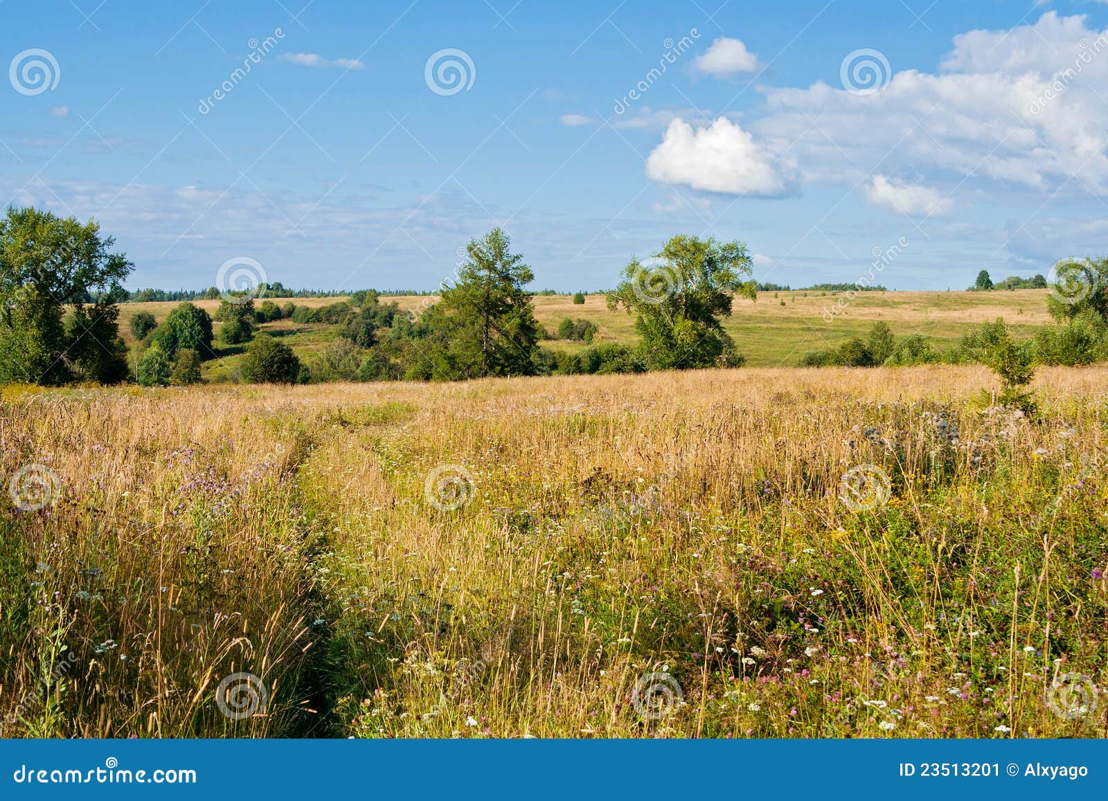 Road in field stock image. Image of forest, flora, outdoors - 23513201