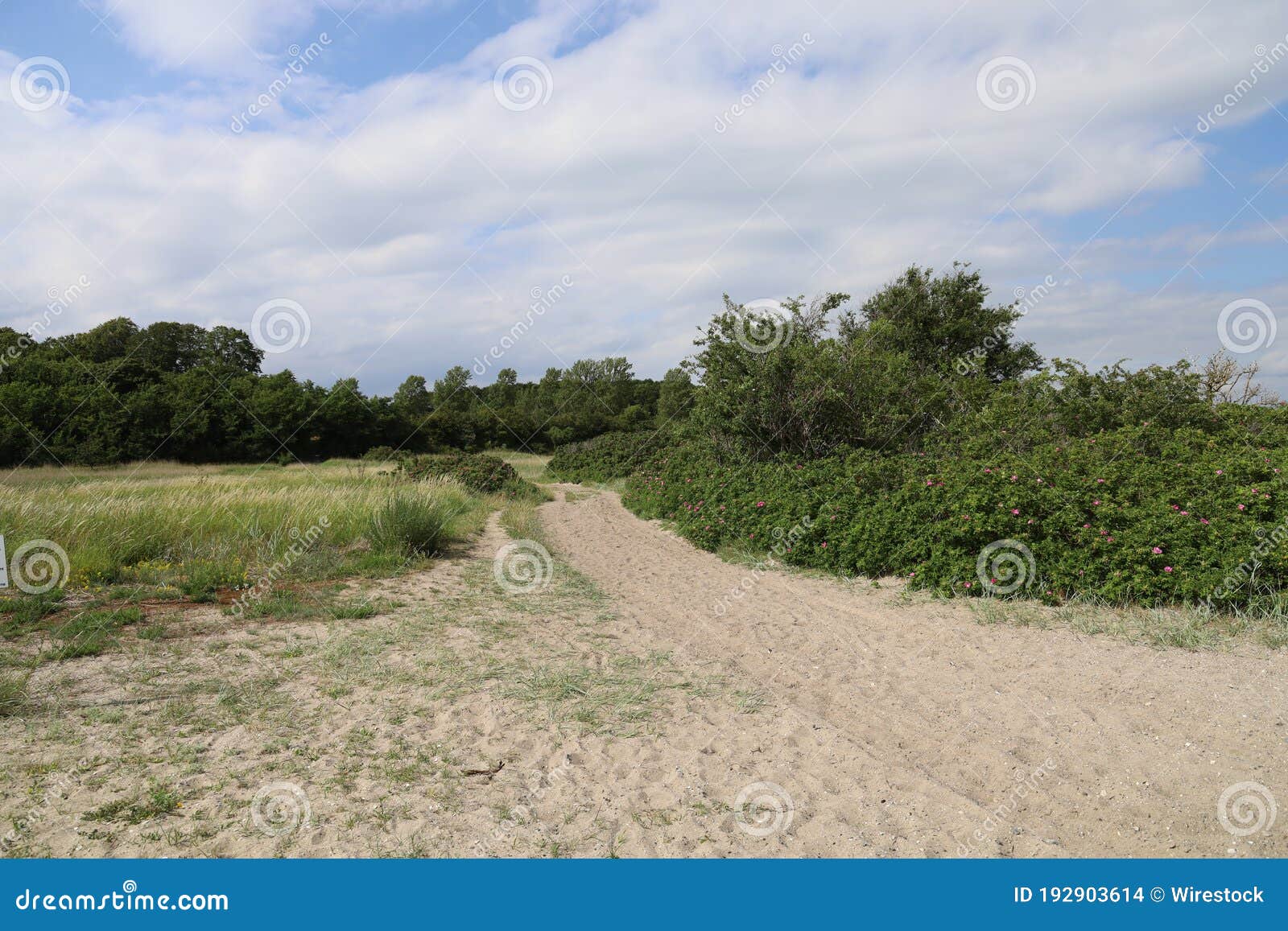 Road in a Field Covered in Greenery Under a Blue Cloudy Sky and ...