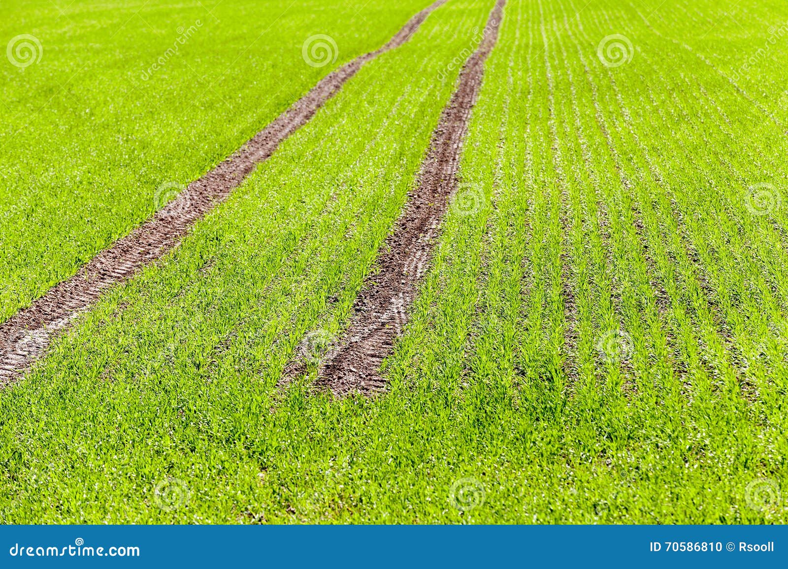 Road in a field stock photo. Image of landscape, pathway - 70586810