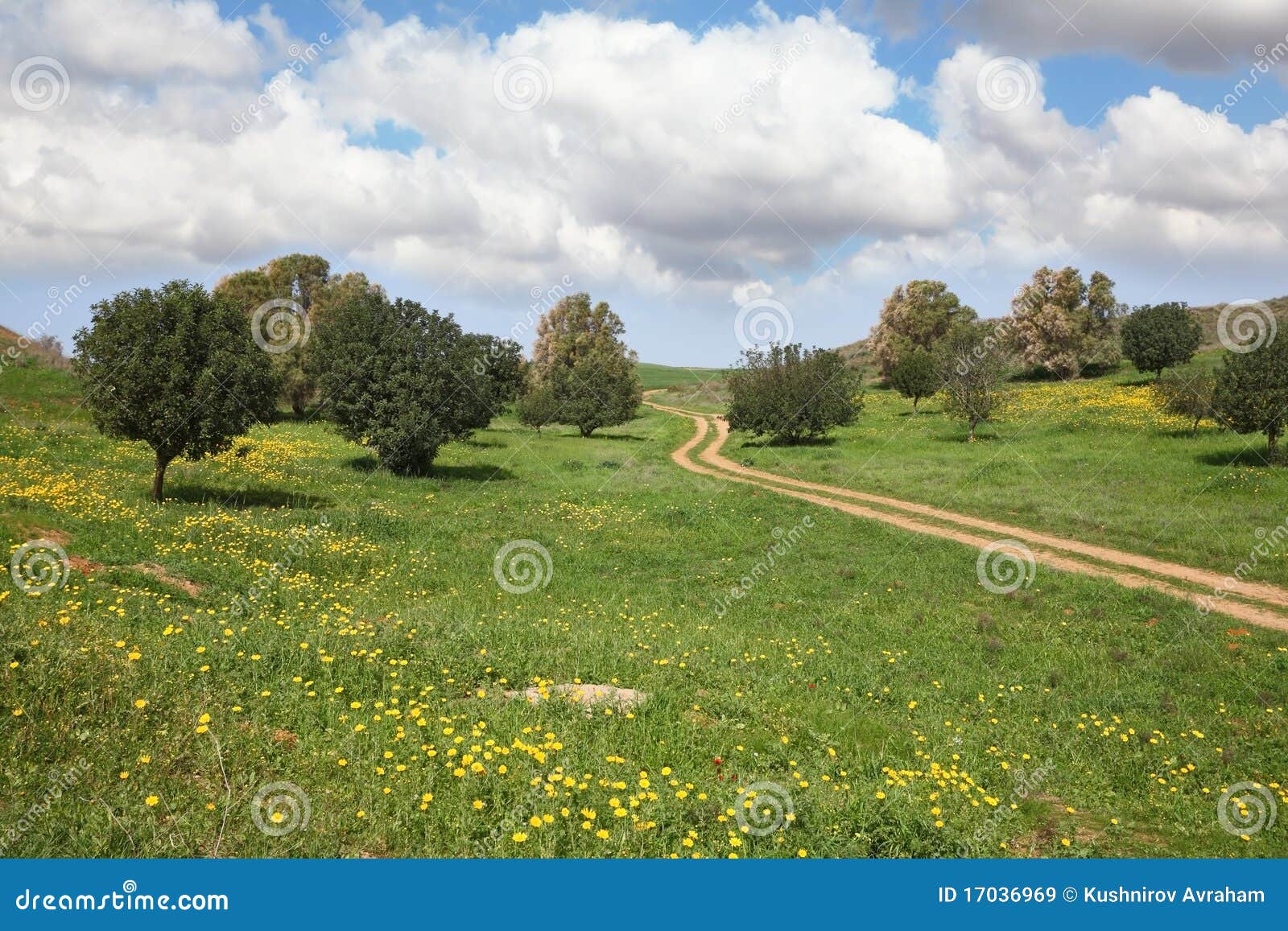 The Road, Field and Small Trees Stock Image - Image of lawn, rural ...