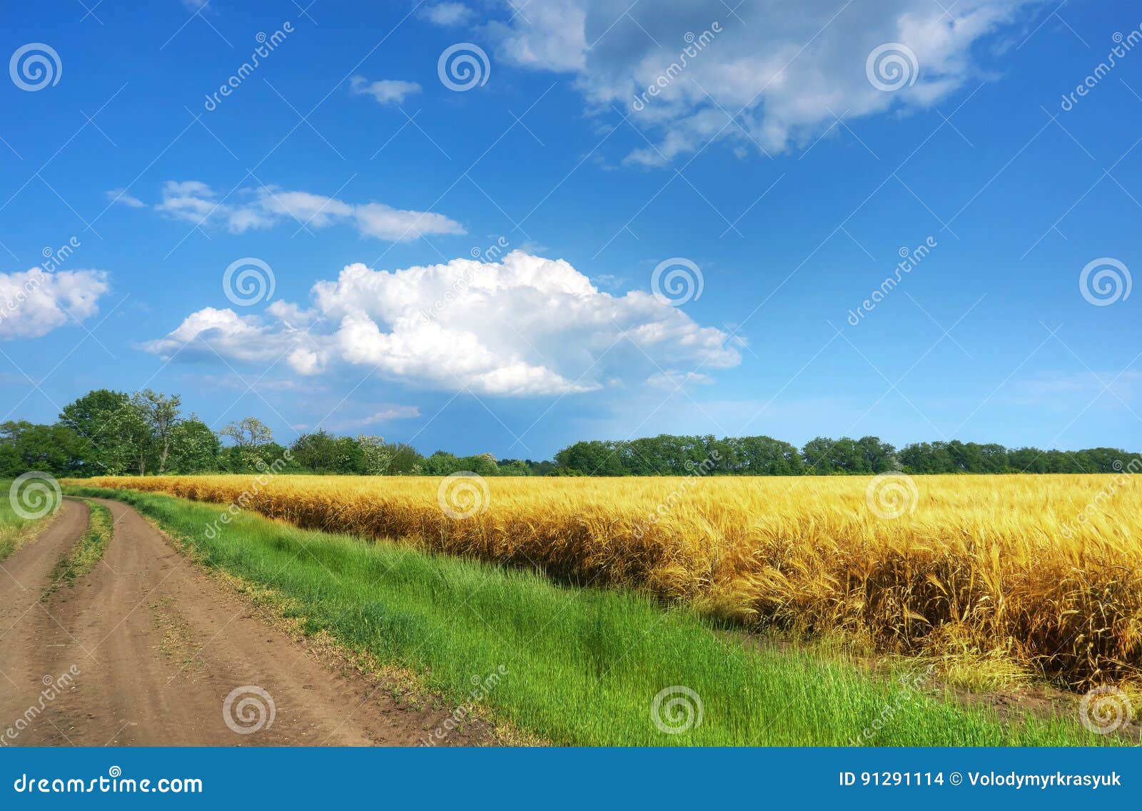 Road through fields stock photo. Image of plant, gold - 91291114