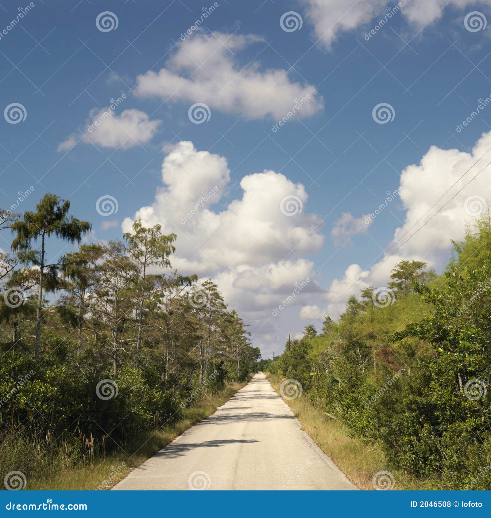 Road in Florida Everglades. Stock Photo - Image of vacation, nature ...