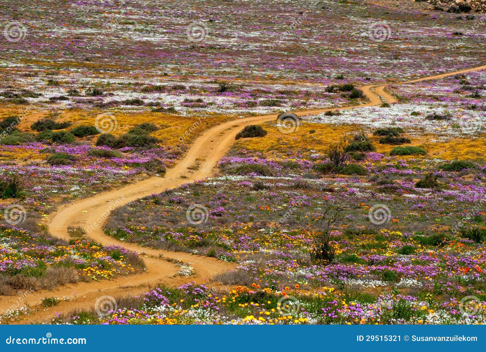 Road in flower field stock image. Image of carpet, flower - 29515321