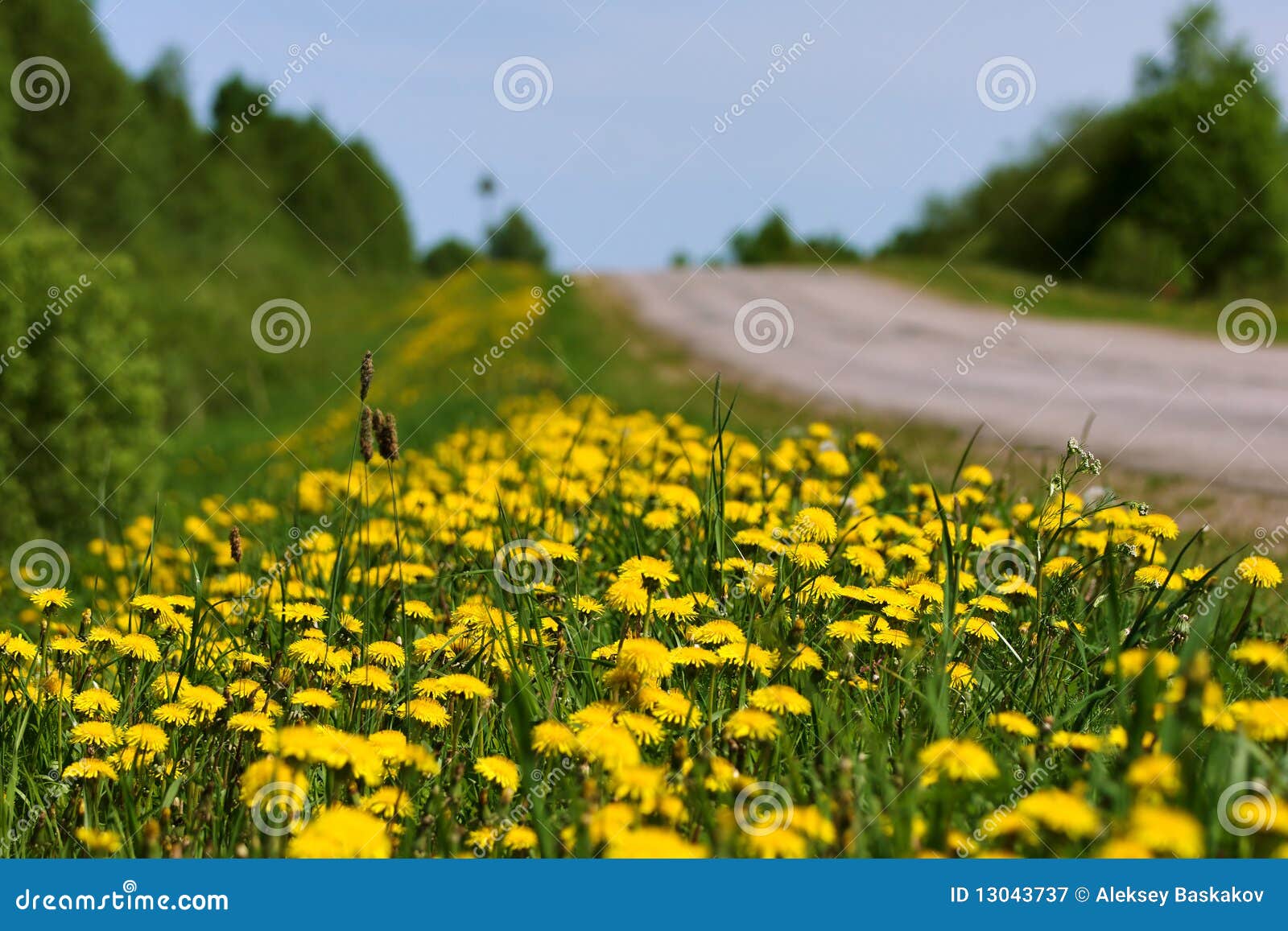Road with flowers stock image. Image of tree, flower - 13043737
