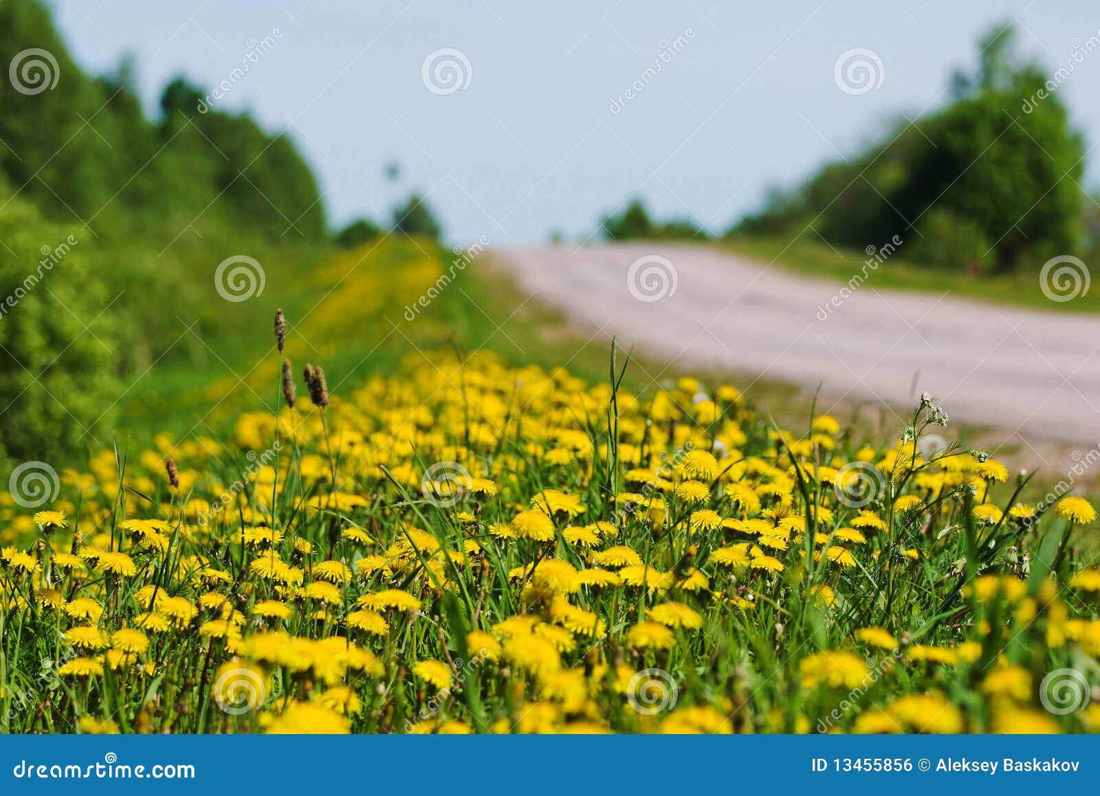 Road with flowers stock photo. Image of flower, hill - 13455856