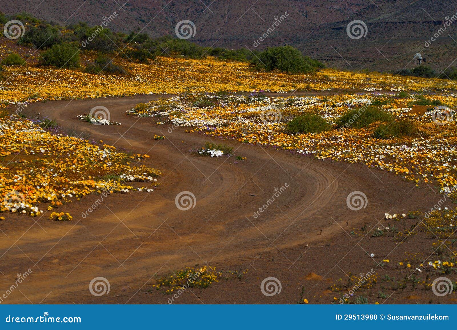 Road in flowers stock photo. Image of natural, travel - 29513980