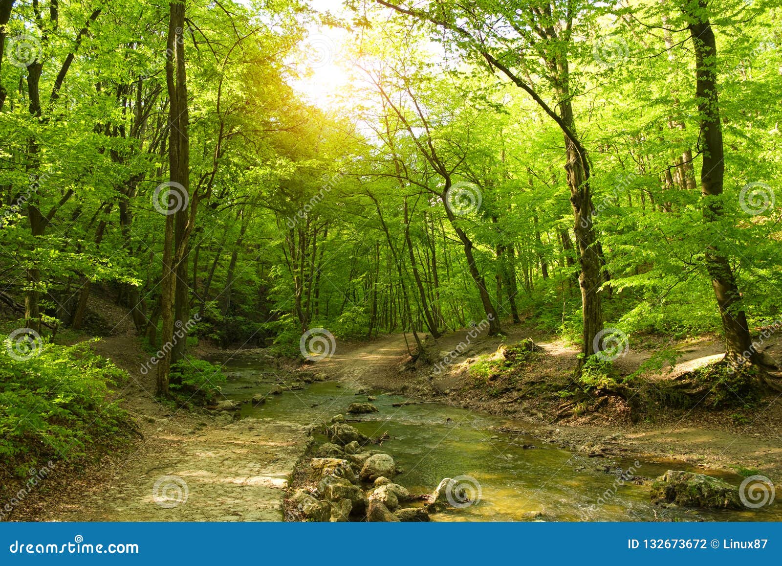 Flowing Stream in Spring Forest Stock Photo - Image of natural ...