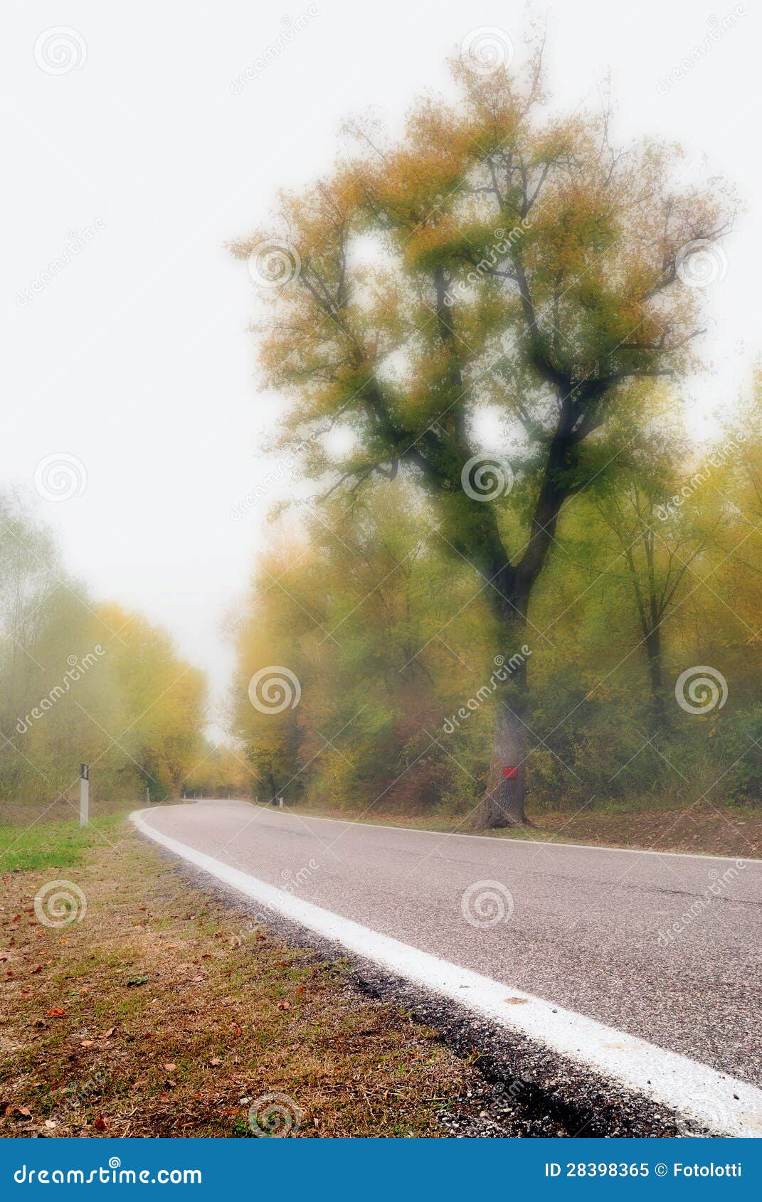 Road with fog stock image. Image of amazing, leaf, green - 28398365