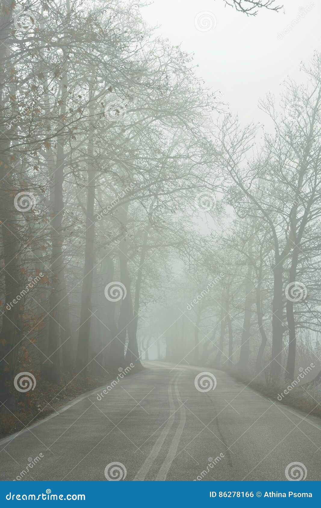 Road in fog stock photo. Image of road, route, haze, trees - 86278166