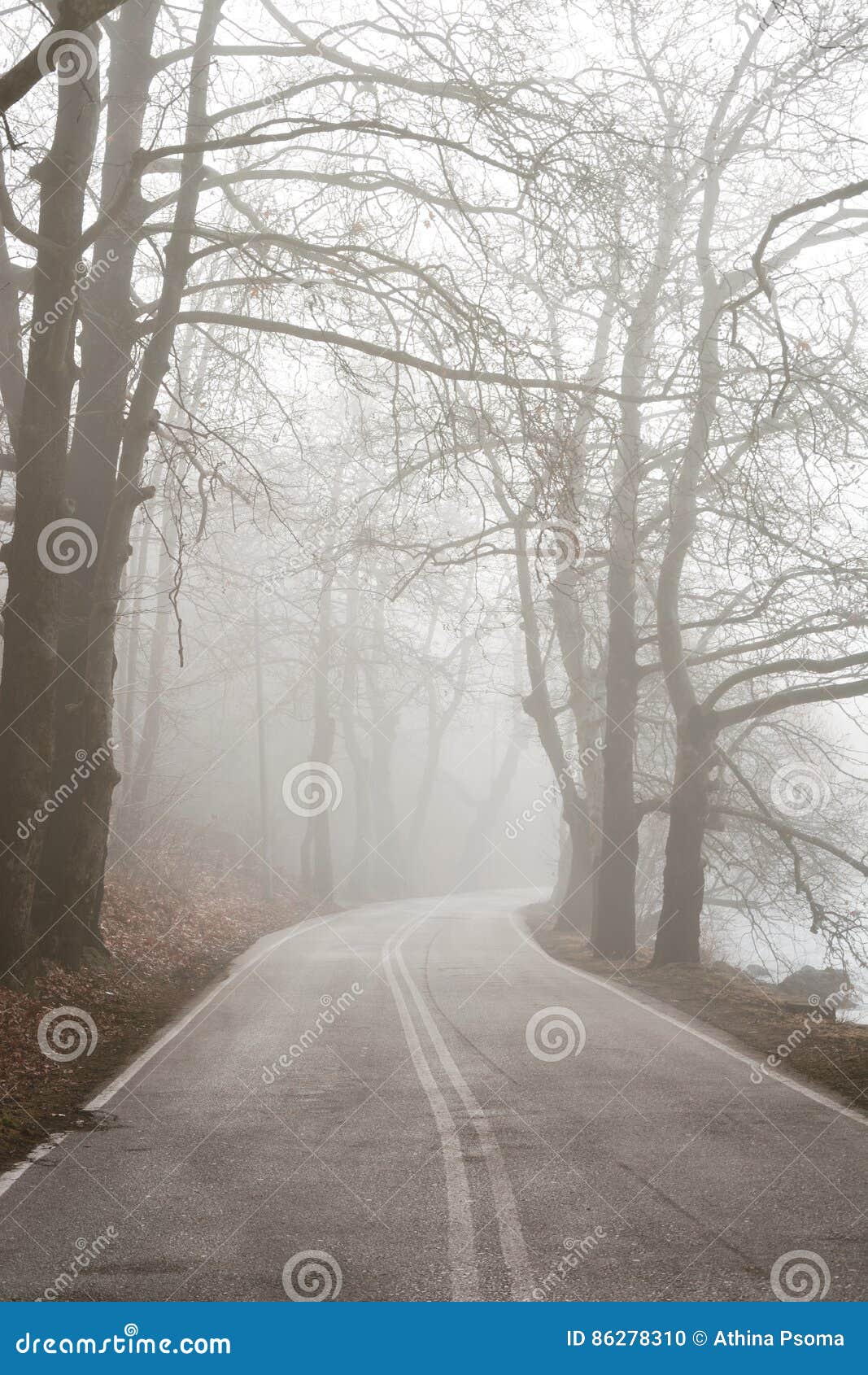Road in fog stock photo. Image of trip, seasonal, foggy - 86278310