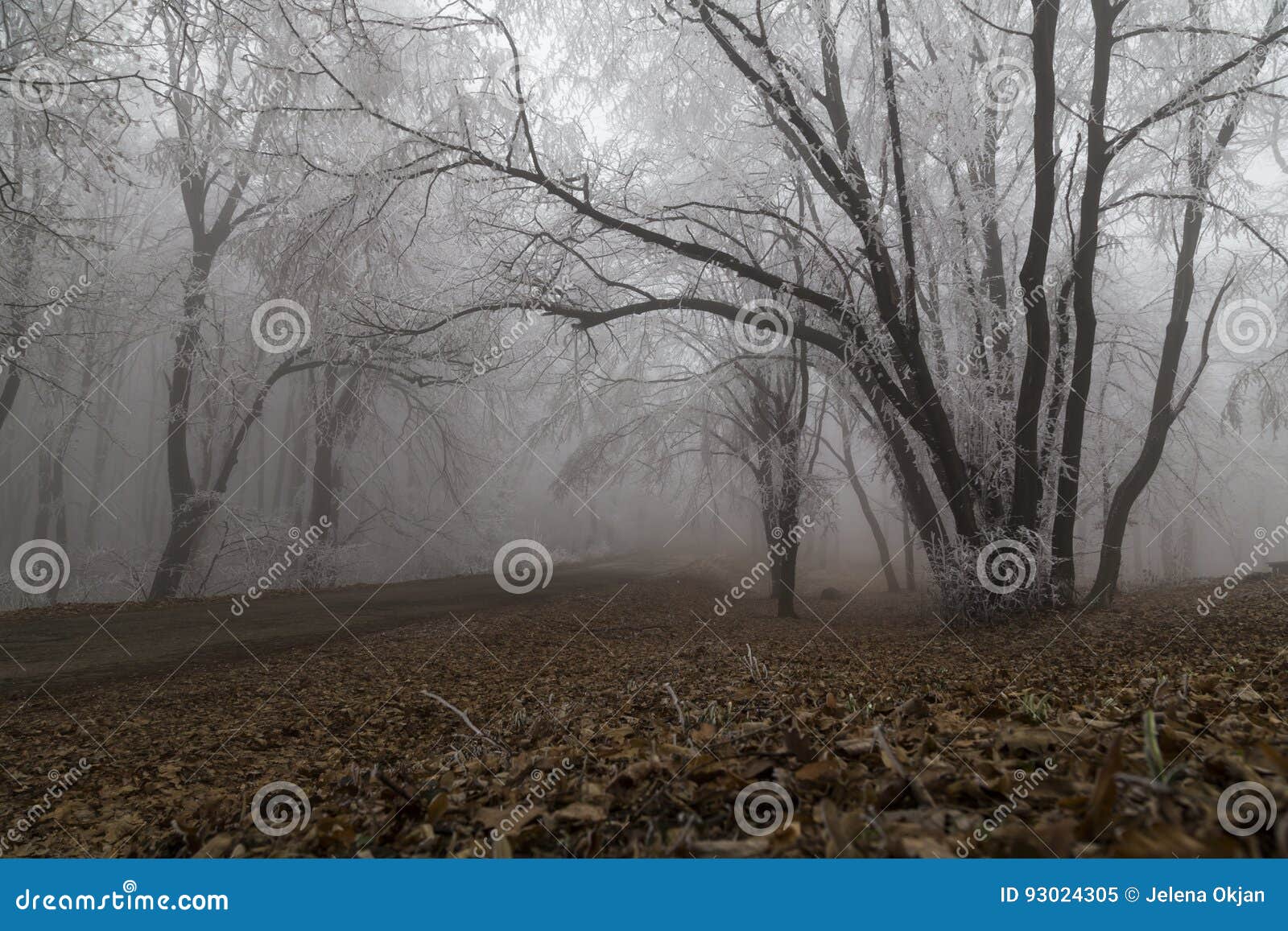 The road in foggy forest stock image. Image of back, dusk - 93024305