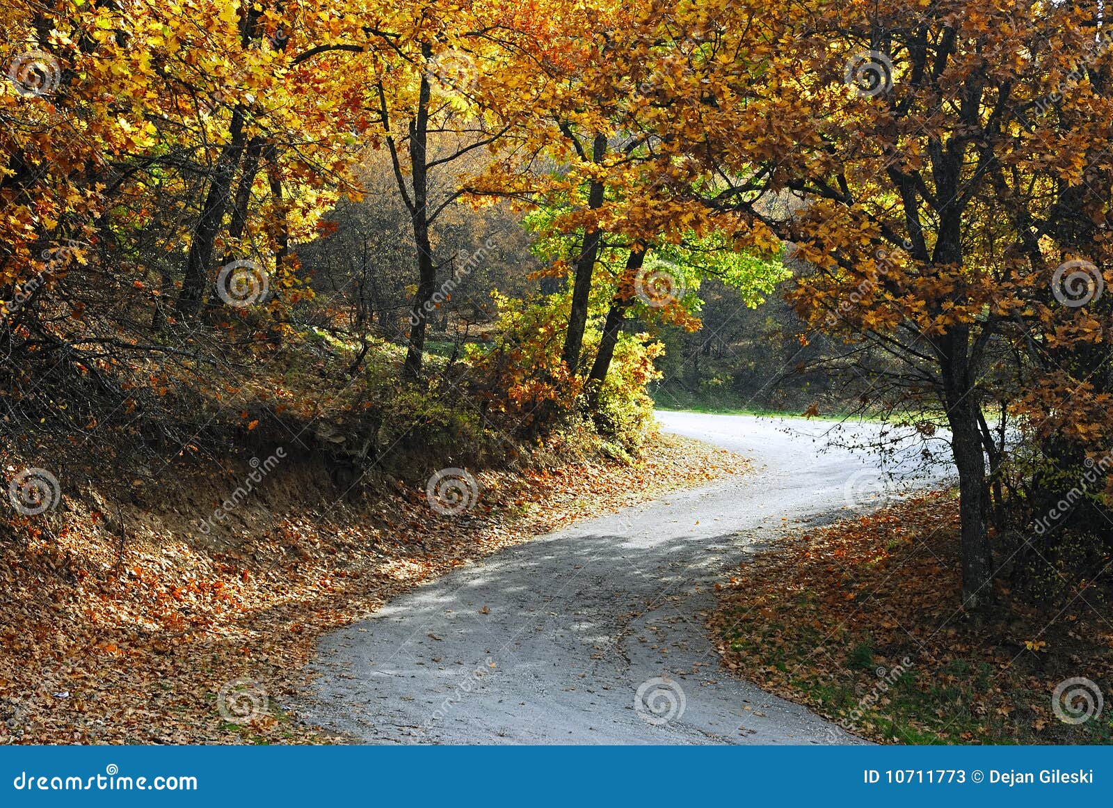 Road on the forest stock image. Image of wood, texture - 10711773