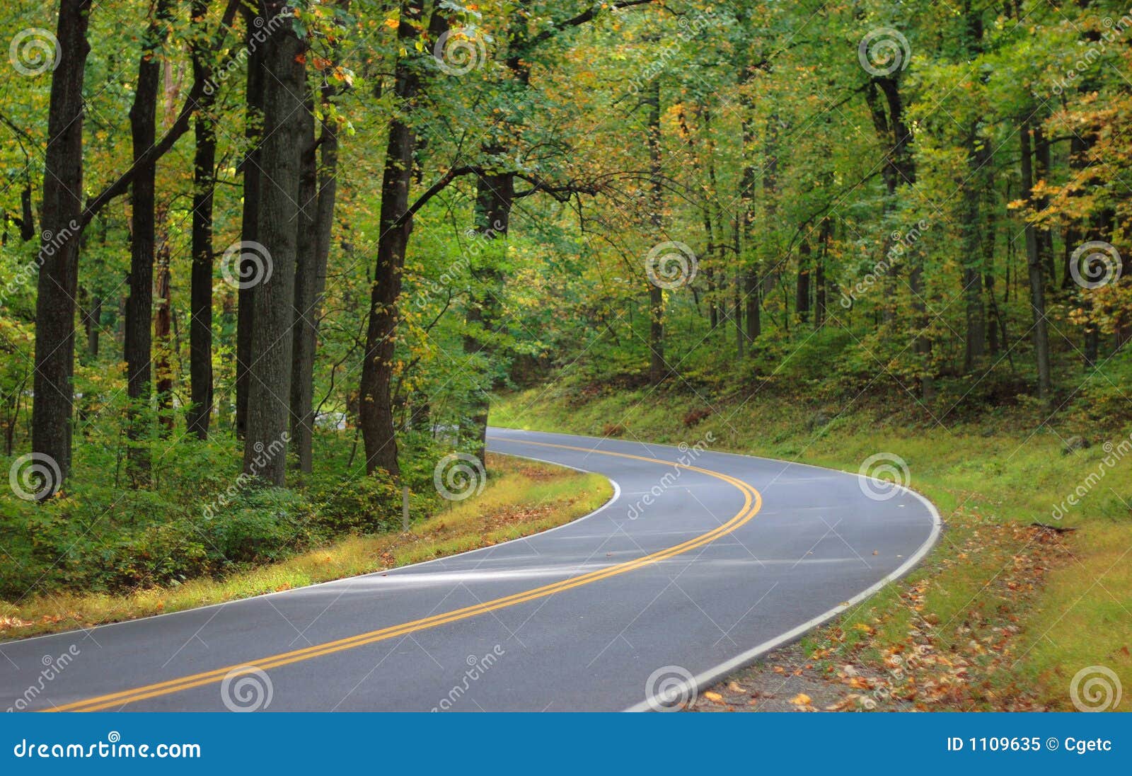 Road through forest stock image. Image of center, road - 1109635