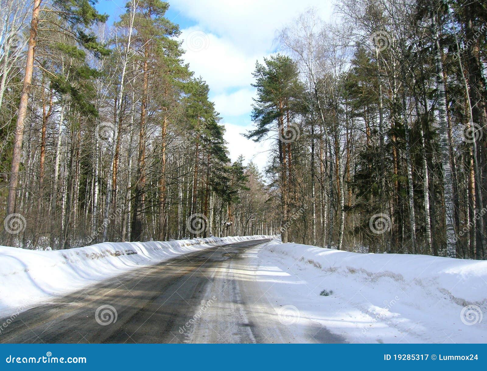 Road through a forest stock image. Image of road, trees - 19285317
