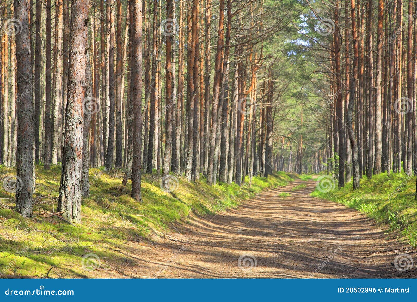 Road through the forest. stock photo. Image of beautiful - 20502896
