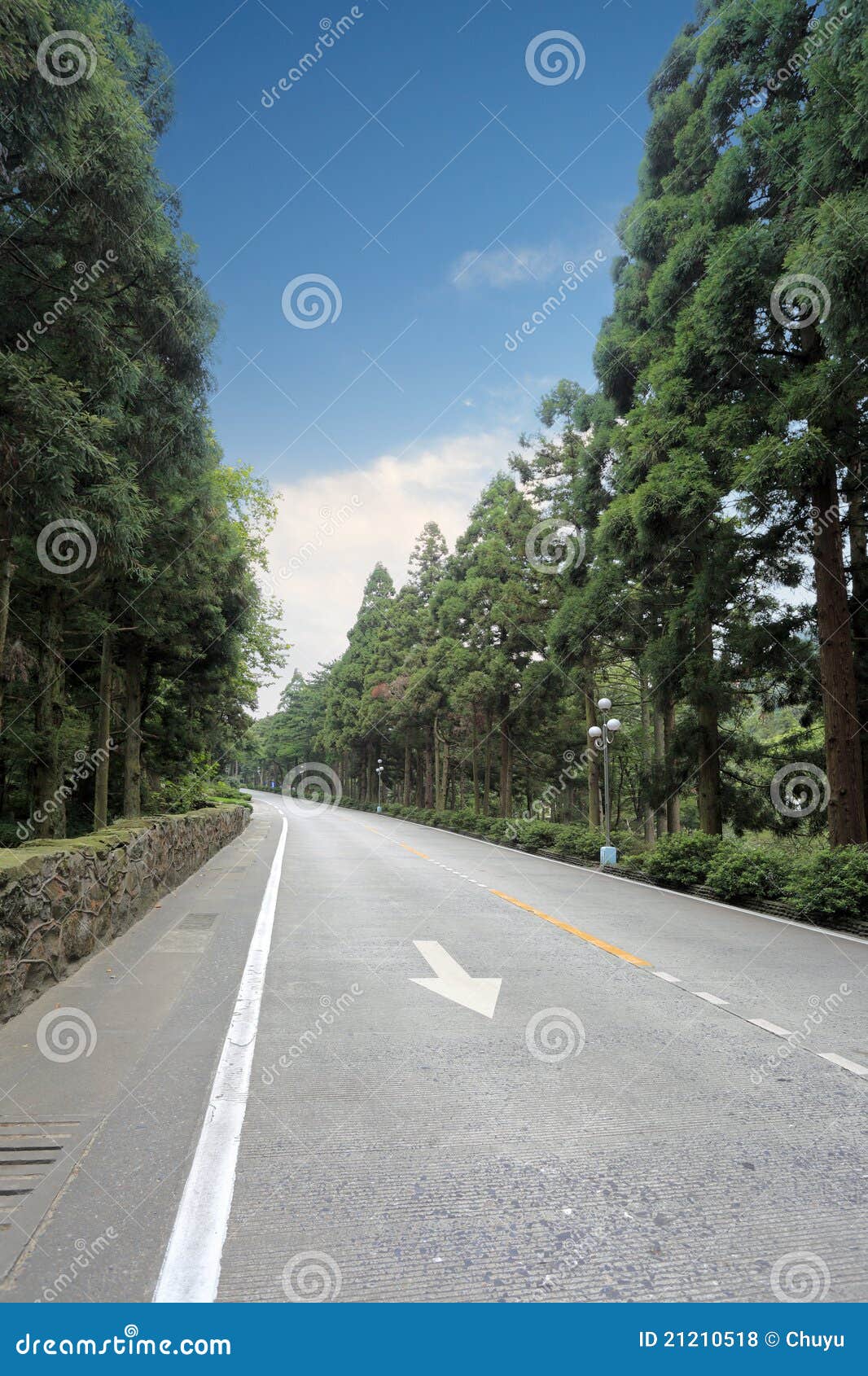 Road through the forest stock photo. Image of park, reserve - 21210518