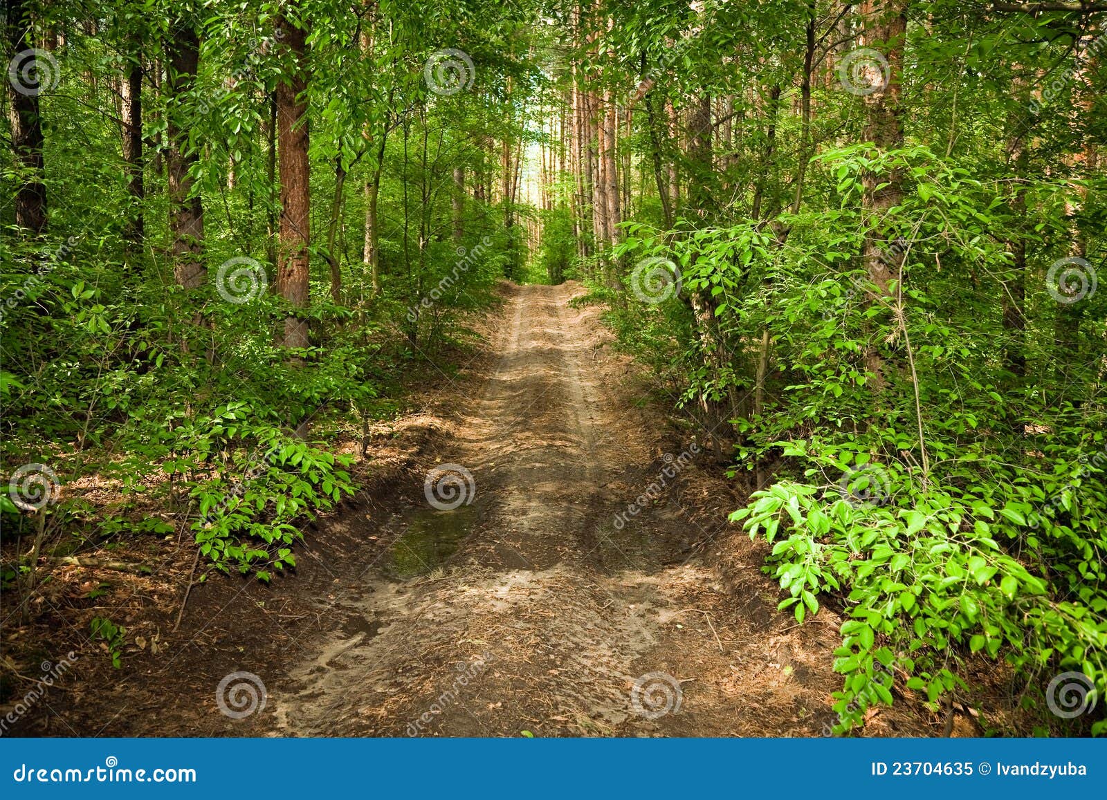 Road through the forest stock image. Image of growth - 23704635