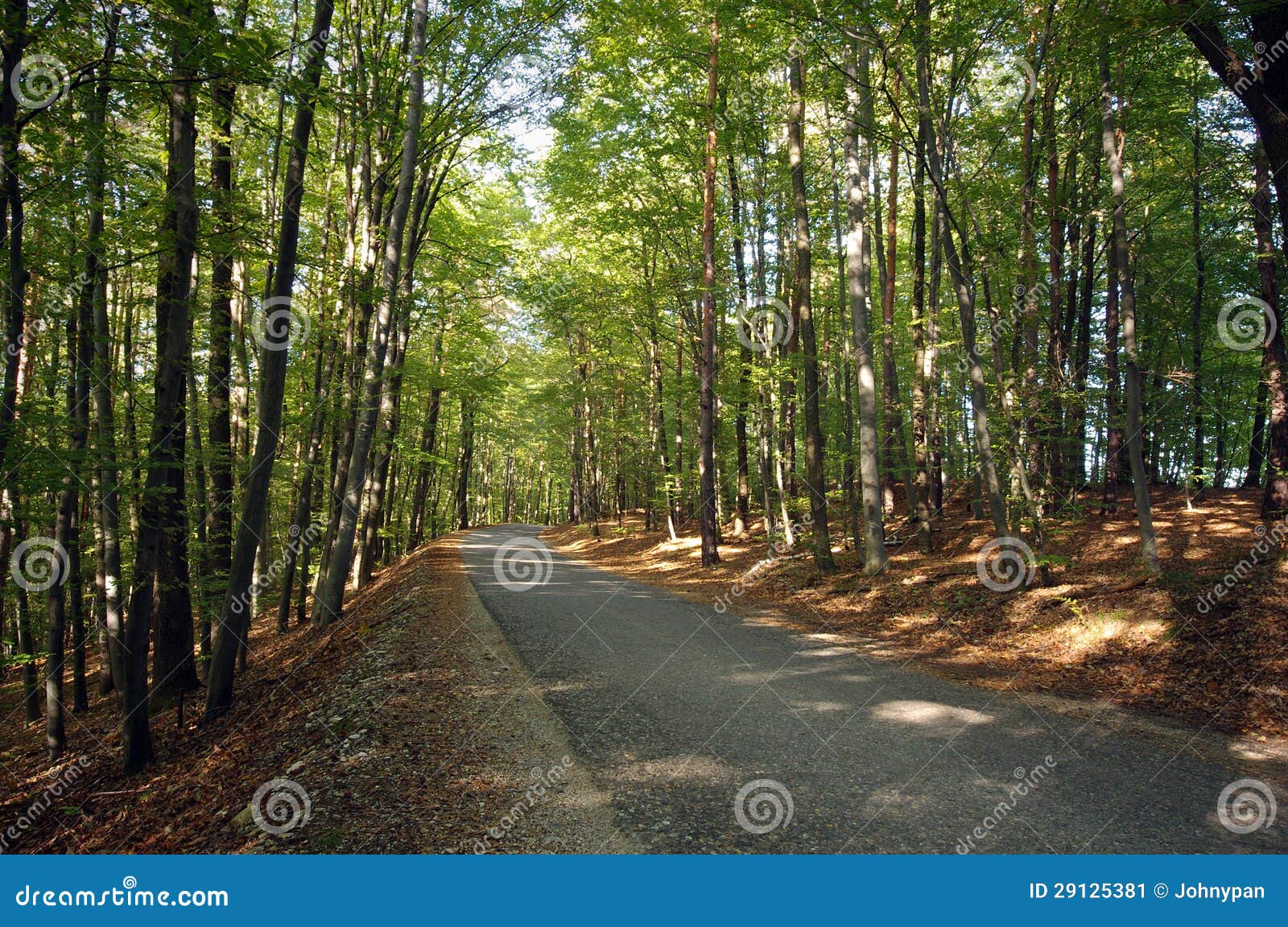 Road in forest stock image. Image of nature, beam, dawn - 29125381