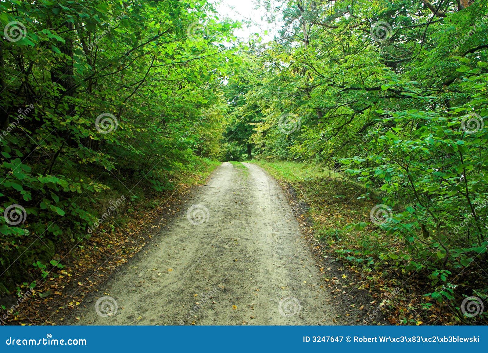 Road in forest stock image. Image of maple, nature, scenery - 3247647