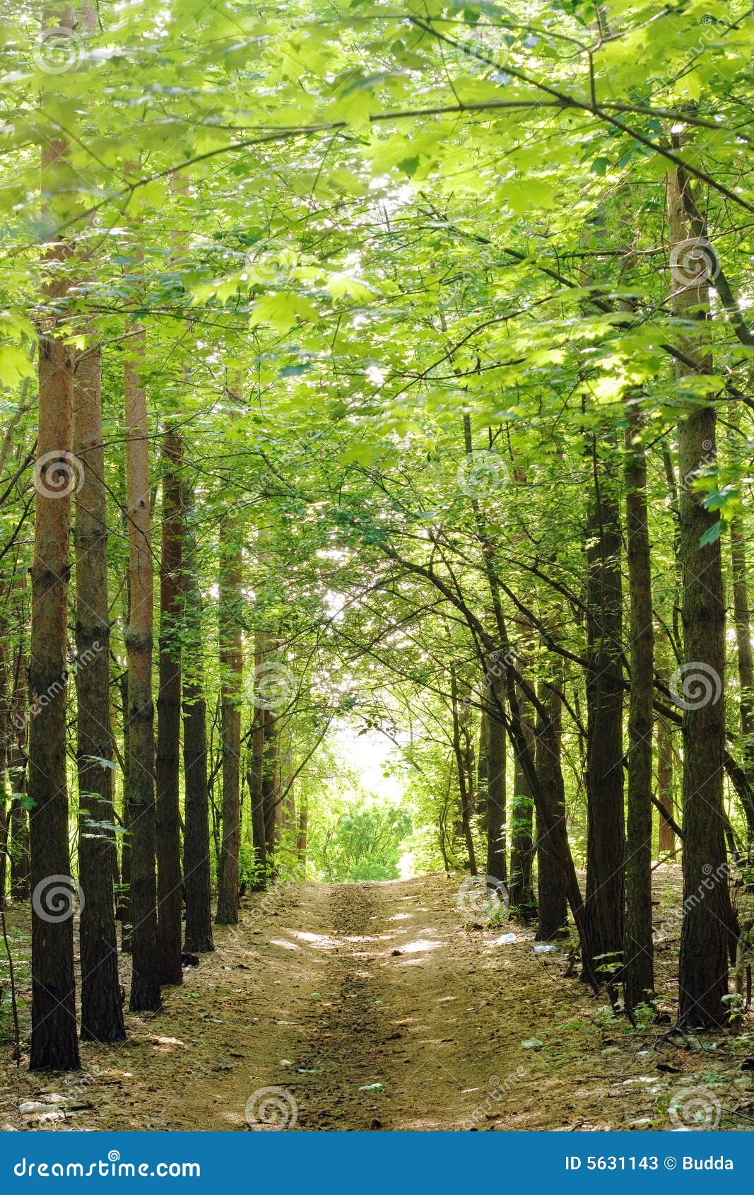 Road in the forest stock image. Image of erect, landscape - 5631143