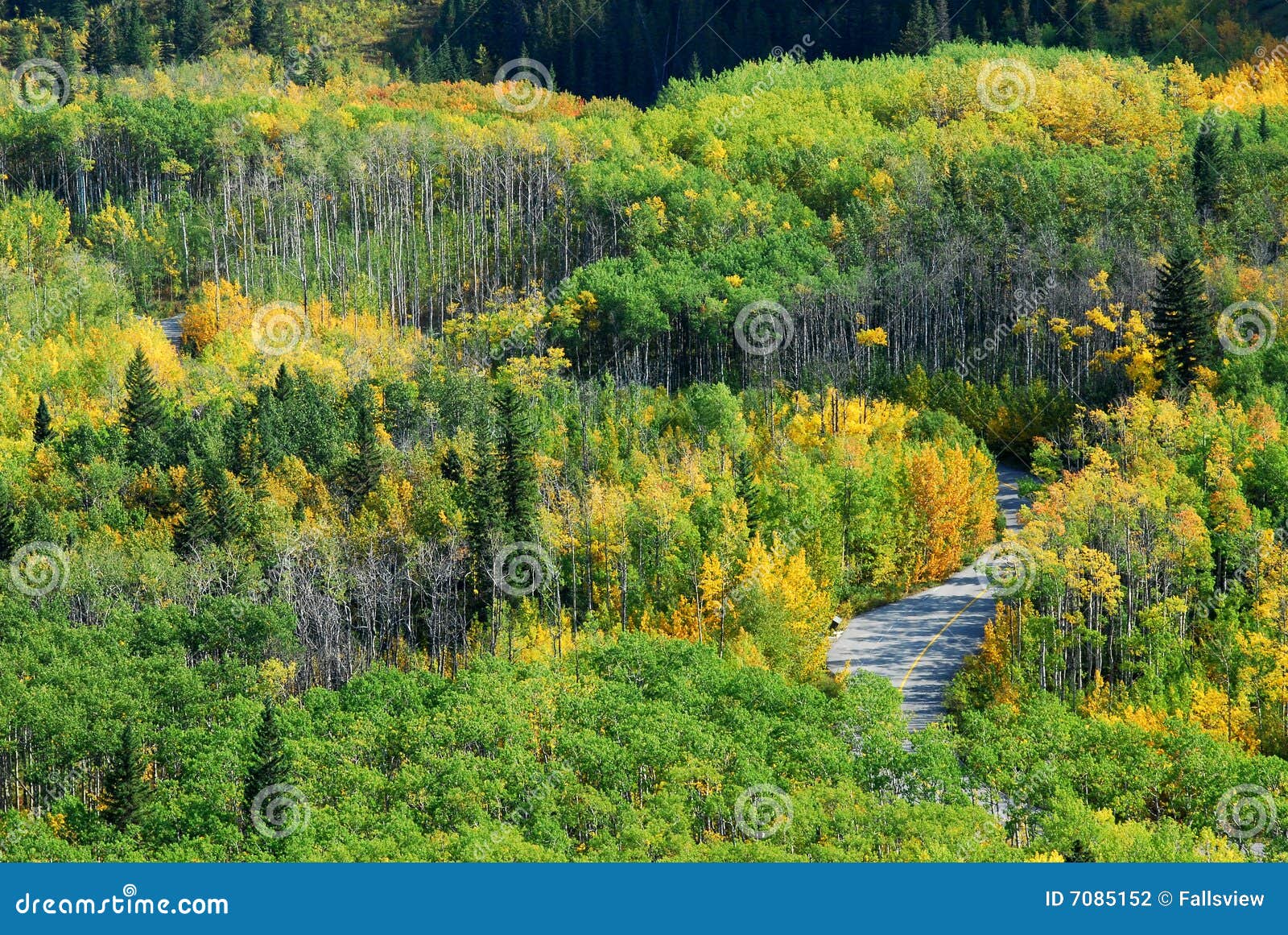 Road in forest stock photo. Image of colour, forest, canadian - 7085152
