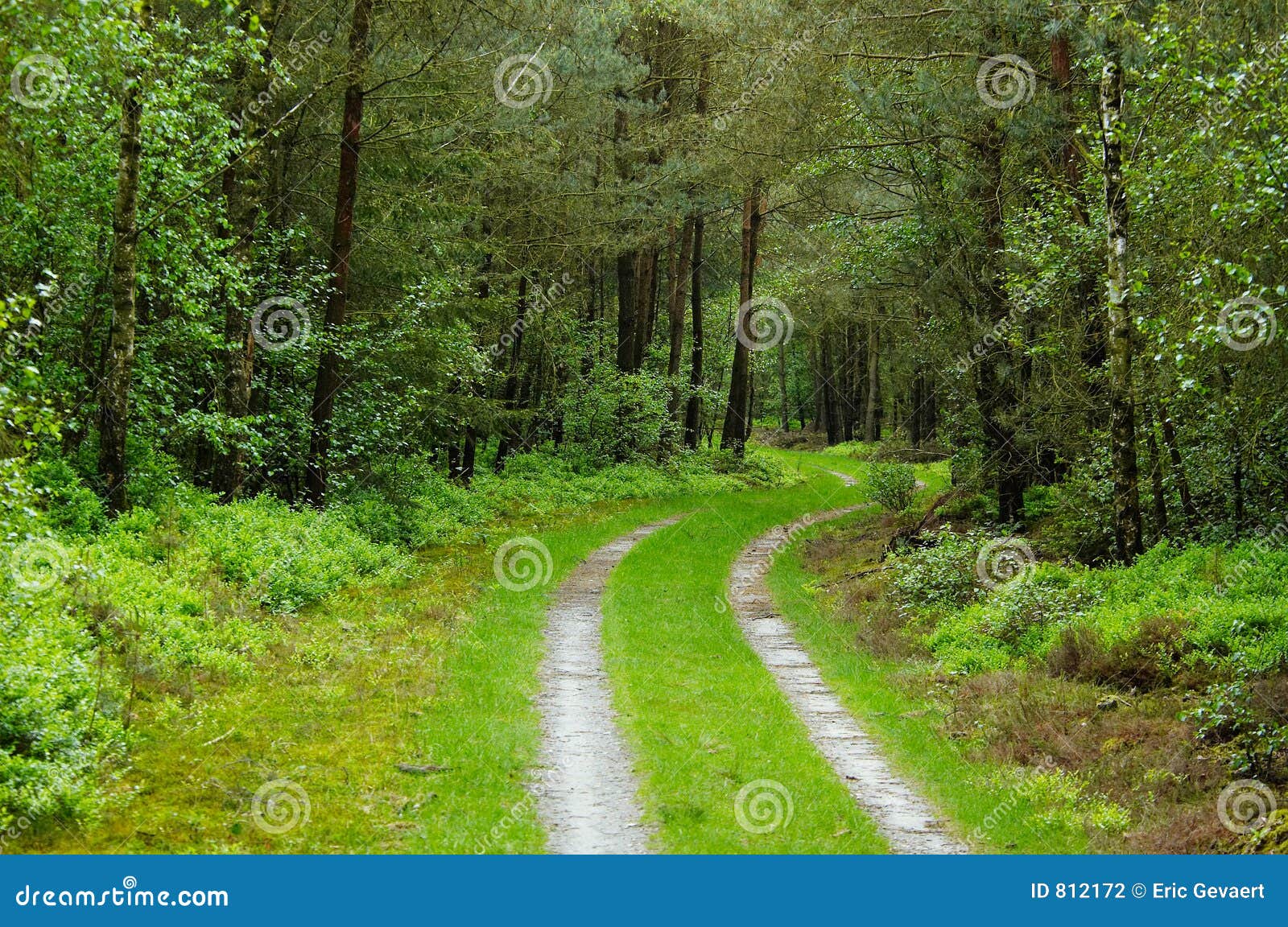 Road through the forest stock photo. Image of beautiful - 812172
