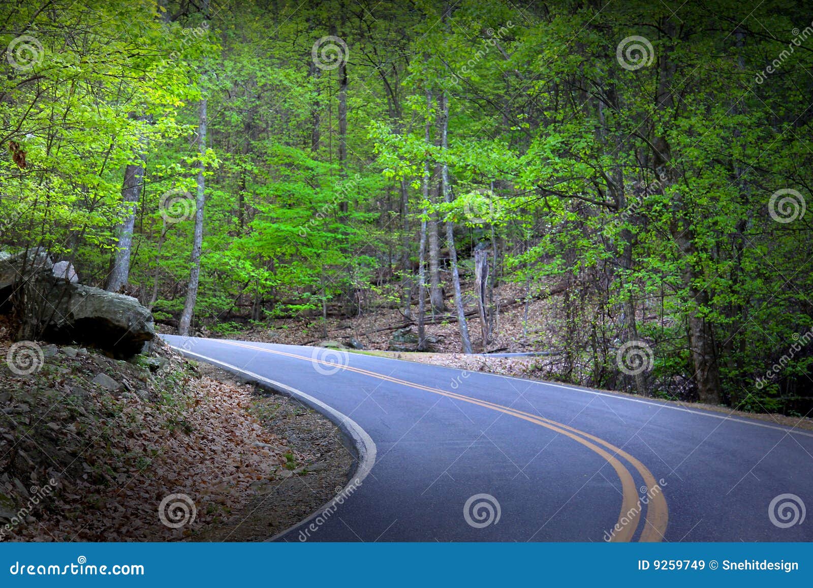Road through Forest stock image. Image of leaf, summer - 9259749