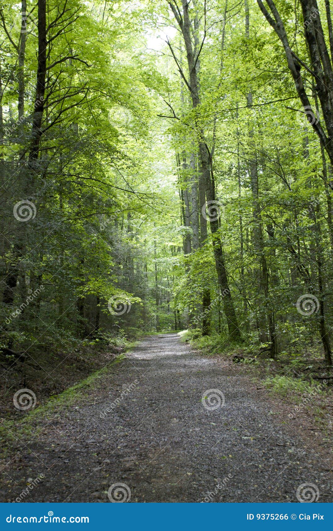 Road through forest stock photo. Image of distance, peaceful - 9375266
