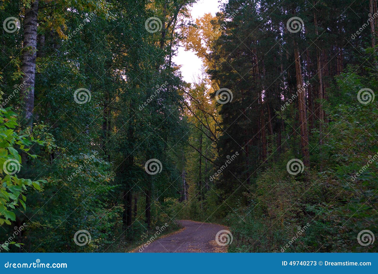 The road through forest. stock image. Image of trees - 49740273
