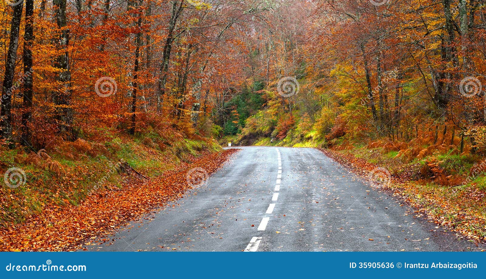 Road in the Forest in Autumn, Fall Colors Stock Photo - Image of rainy ...