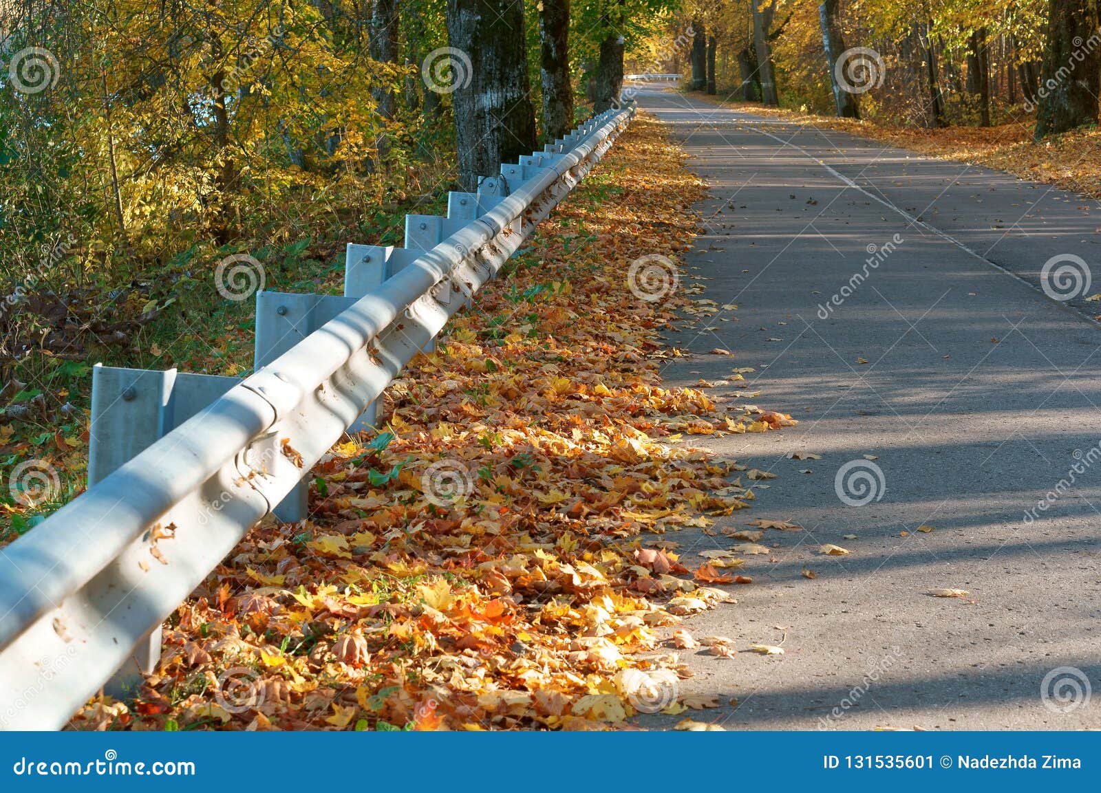 Road in the Forest in Autumn, Road Fence and Autumn Forest Stock Image ...