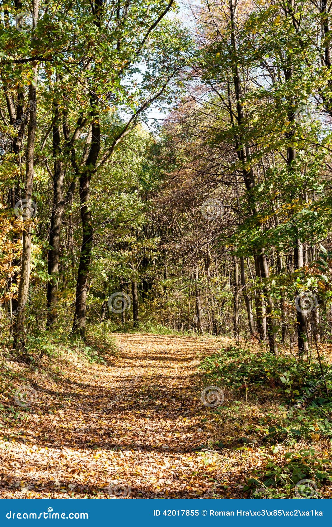 Road through the forest stock image. Image of beech, brown - 42017855