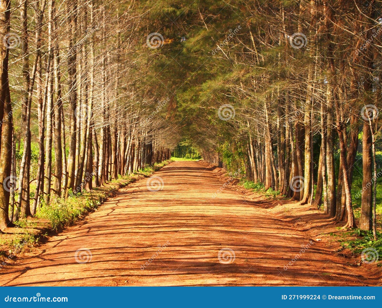 Road through the Forest at Bangka Botanical Garden Stock Photo - Image ...