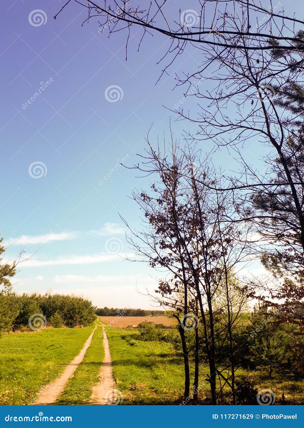 Road in the forest, stock image. Image of foliage, dark - 117271629
