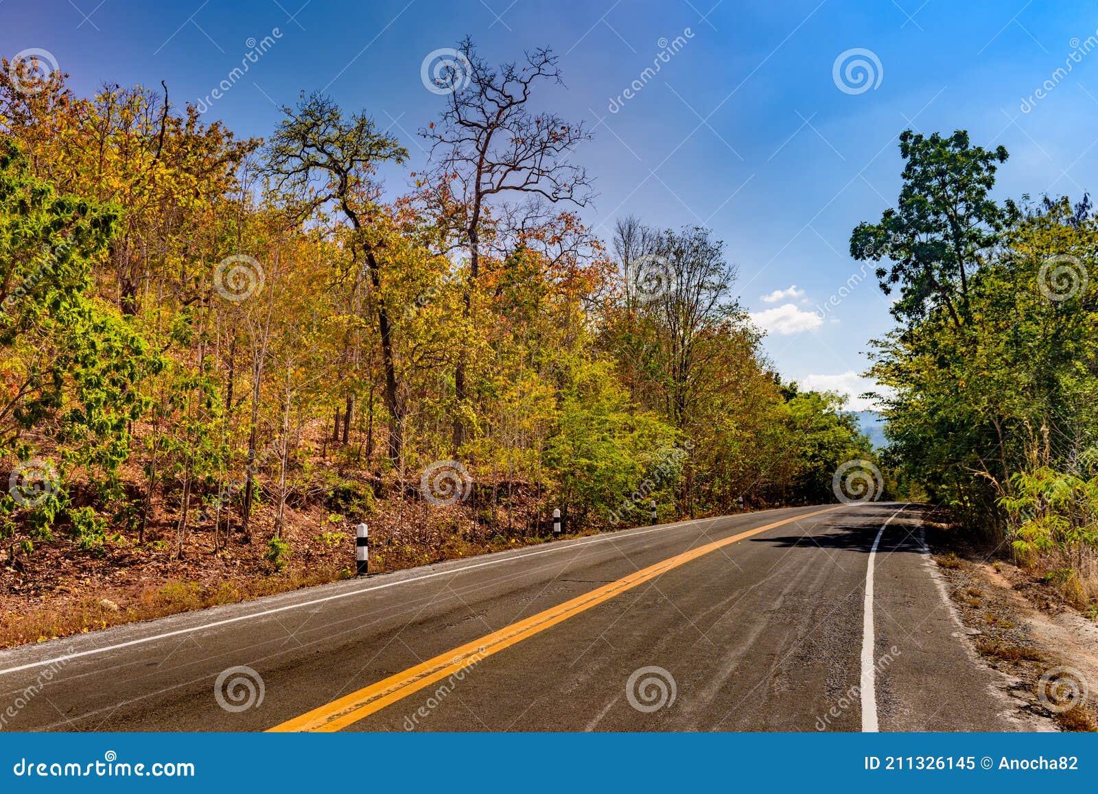 Road and Forest Color on Both Sides Stock Image - Image of european ...
