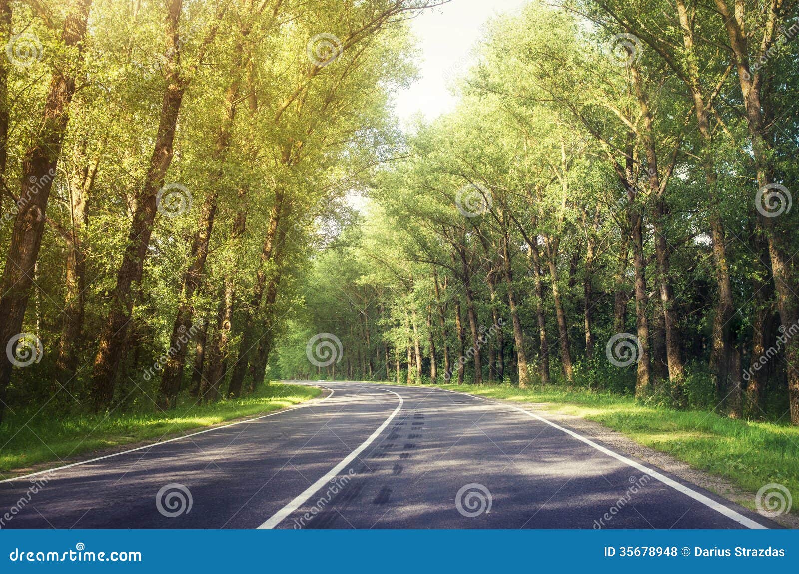 Road in forest stock photo. Image of travel, green, highway - 35678948