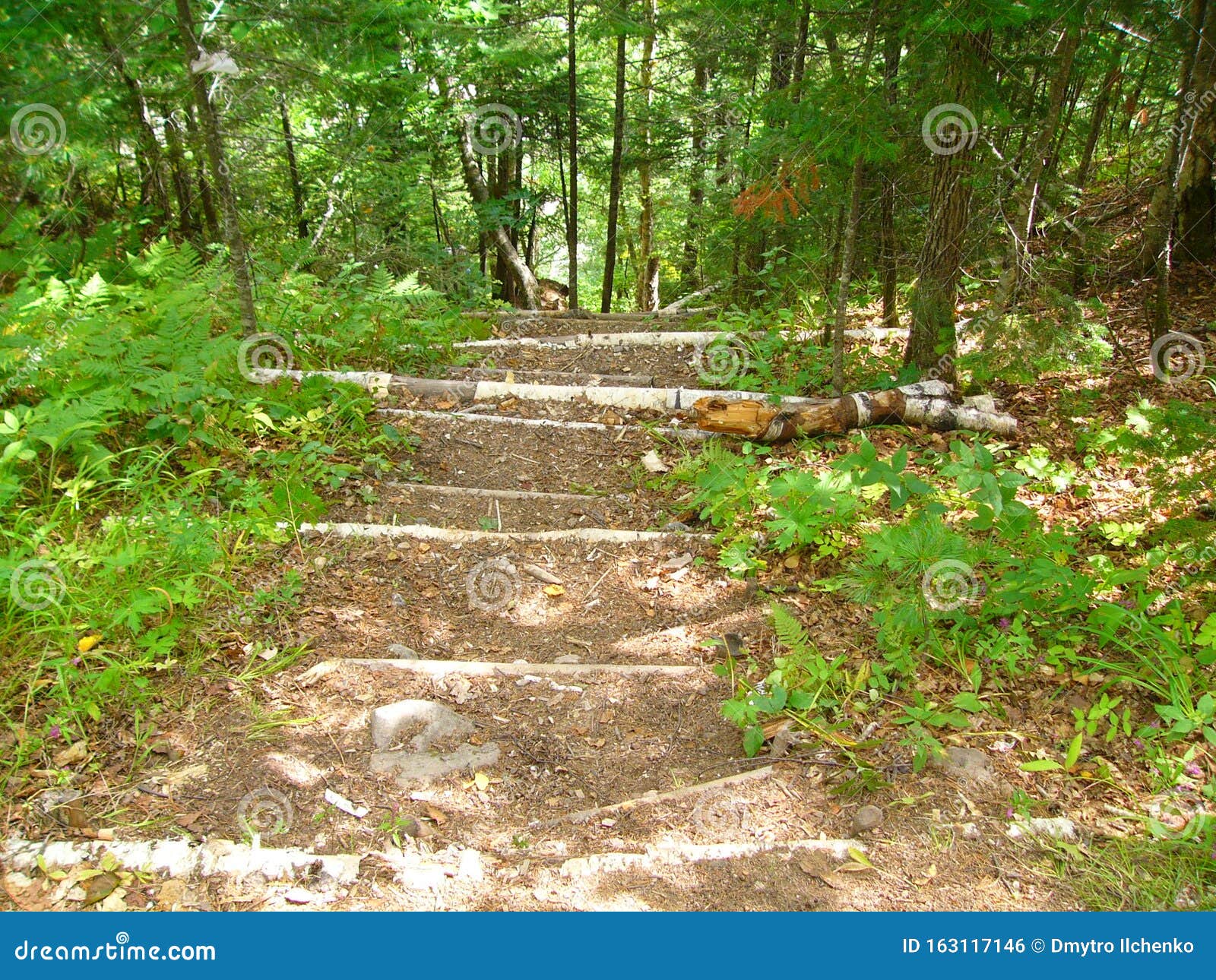 Road in the Forest, Descent from the Hill, Path Stock Photo - Image of ...